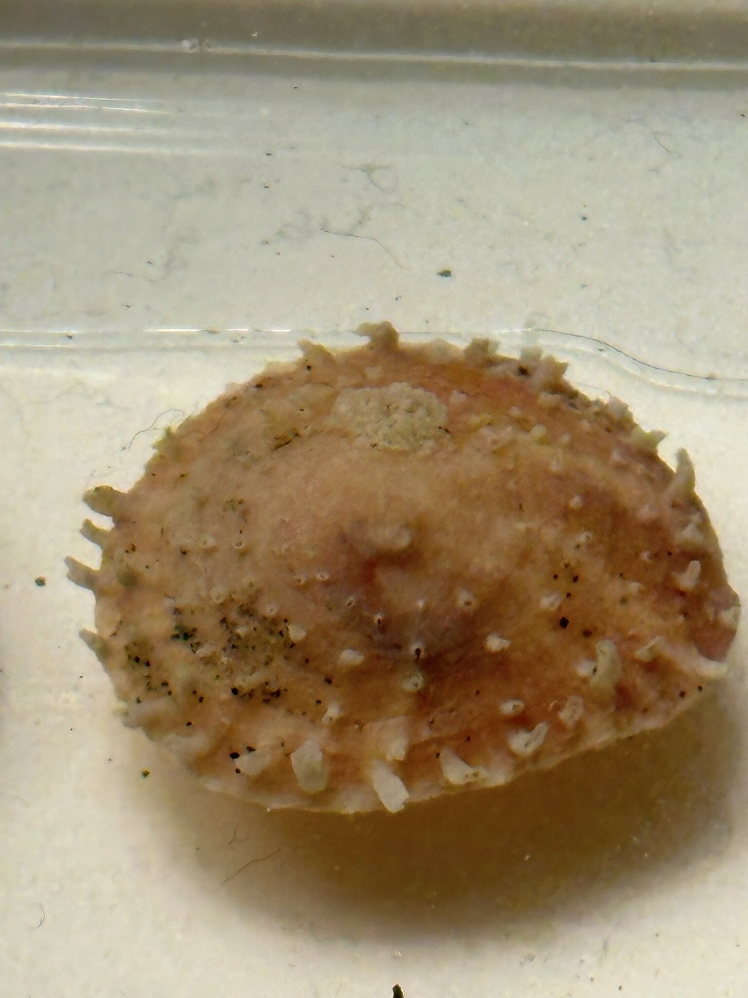 Southern California Fossils - Newport Beach Back Bay - Pleistocene and ...