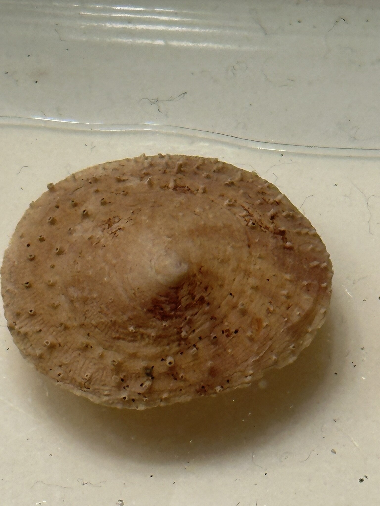 Southern California Fossils - Newport Beach Back Bay - Pleistocene and ...