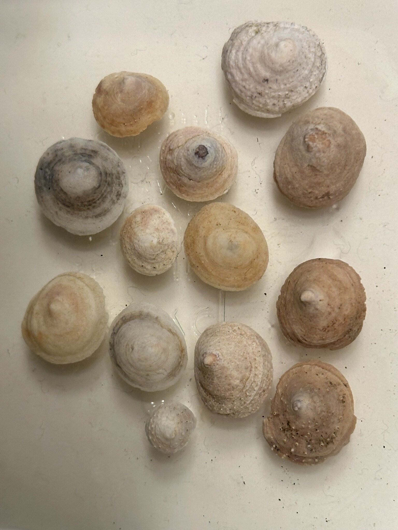 Southern California Fossils - Newport Beach Back Bay - Pleistocene and ...
