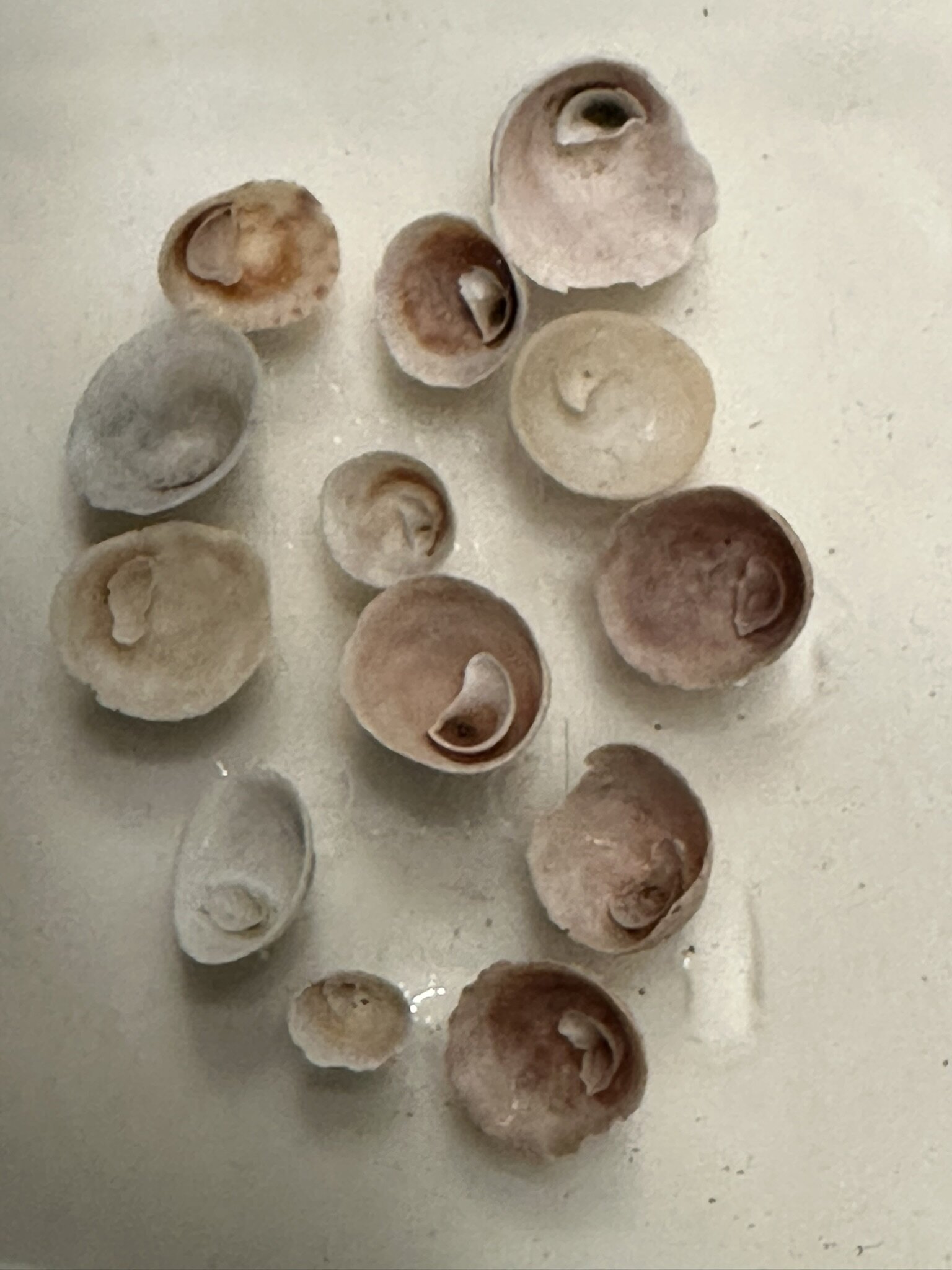 Southern California Fossils - Newport Beach Back Bay - Pleistocene and ...
