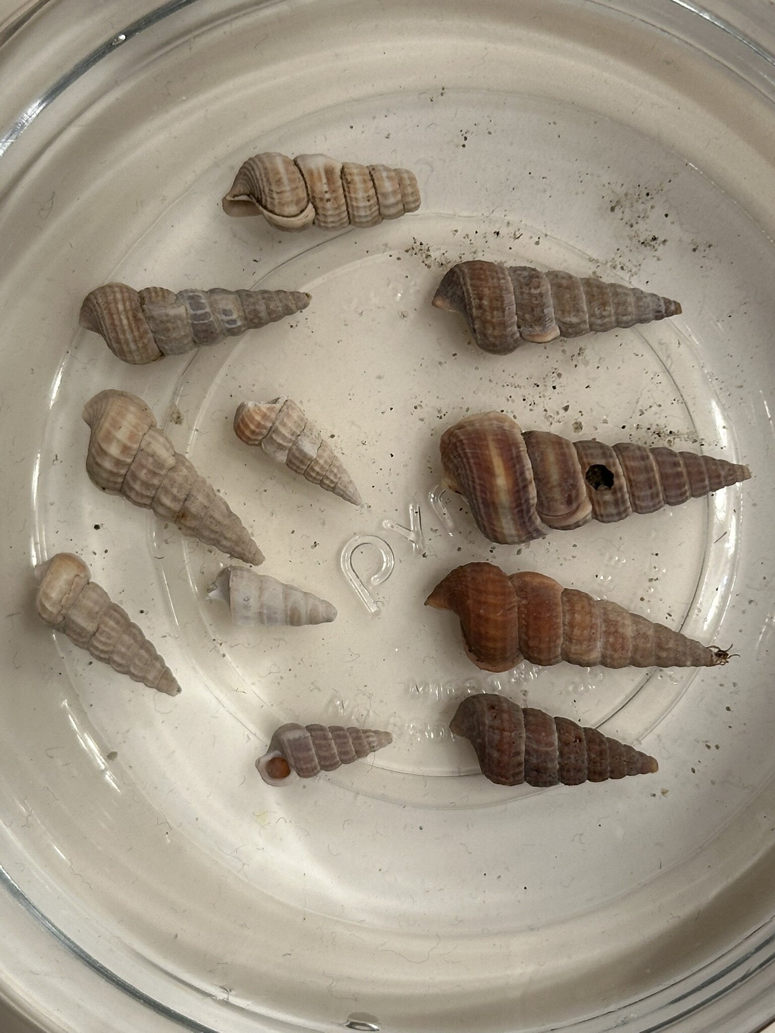 Southern California Fossils - Newport Beach Back Bay - Pleistocene and ...