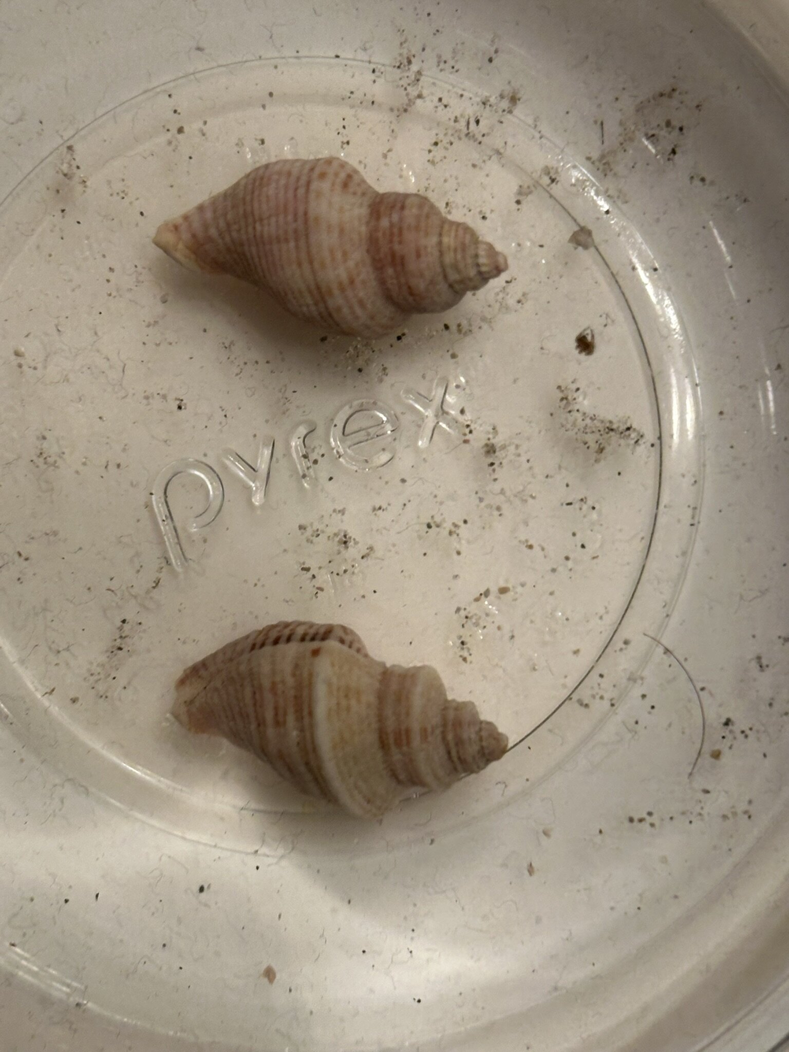 Southern California Fossils - Newport Beach Back Bay - Pleistocene and ...