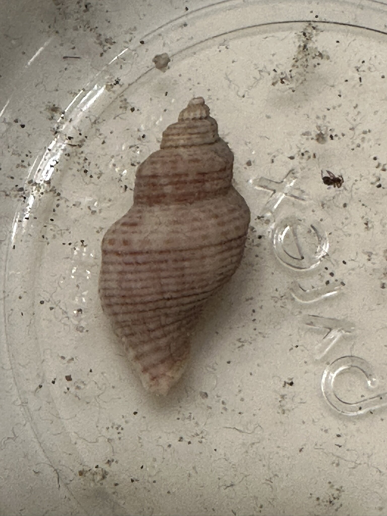 Southern California Fossils - Newport Beach Back Bay - Pleistocene and ...