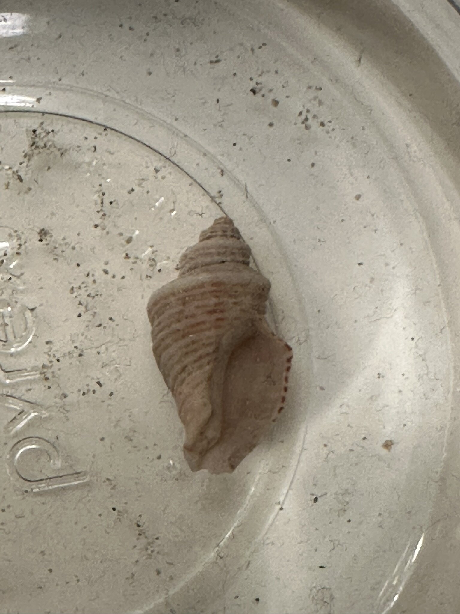 Southern California Fossils - Newport Beach Back Bay - Pleistocene and ...