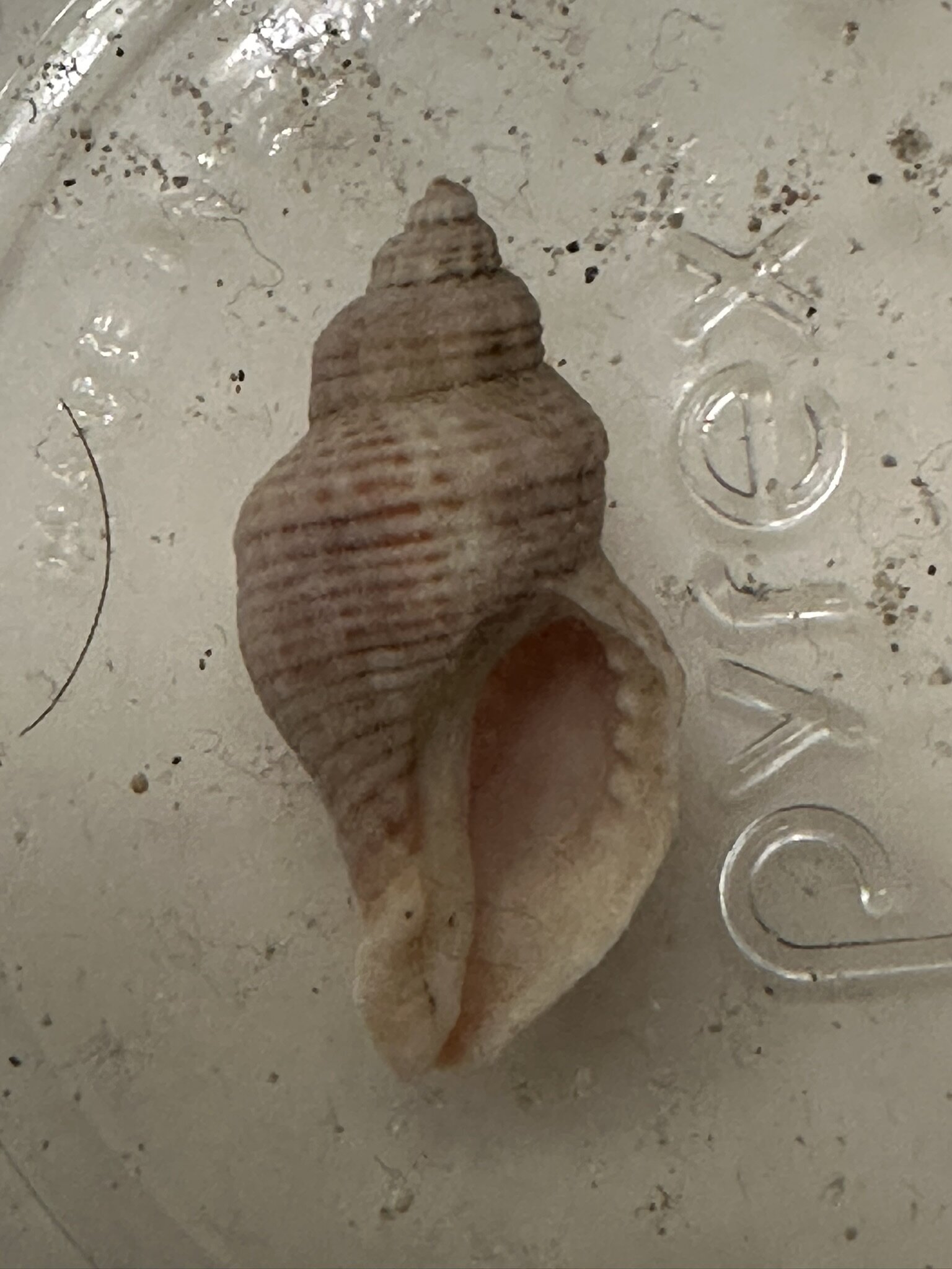 Southern California Fossils - Newport Beach Back Bay - Pleistocene and ...