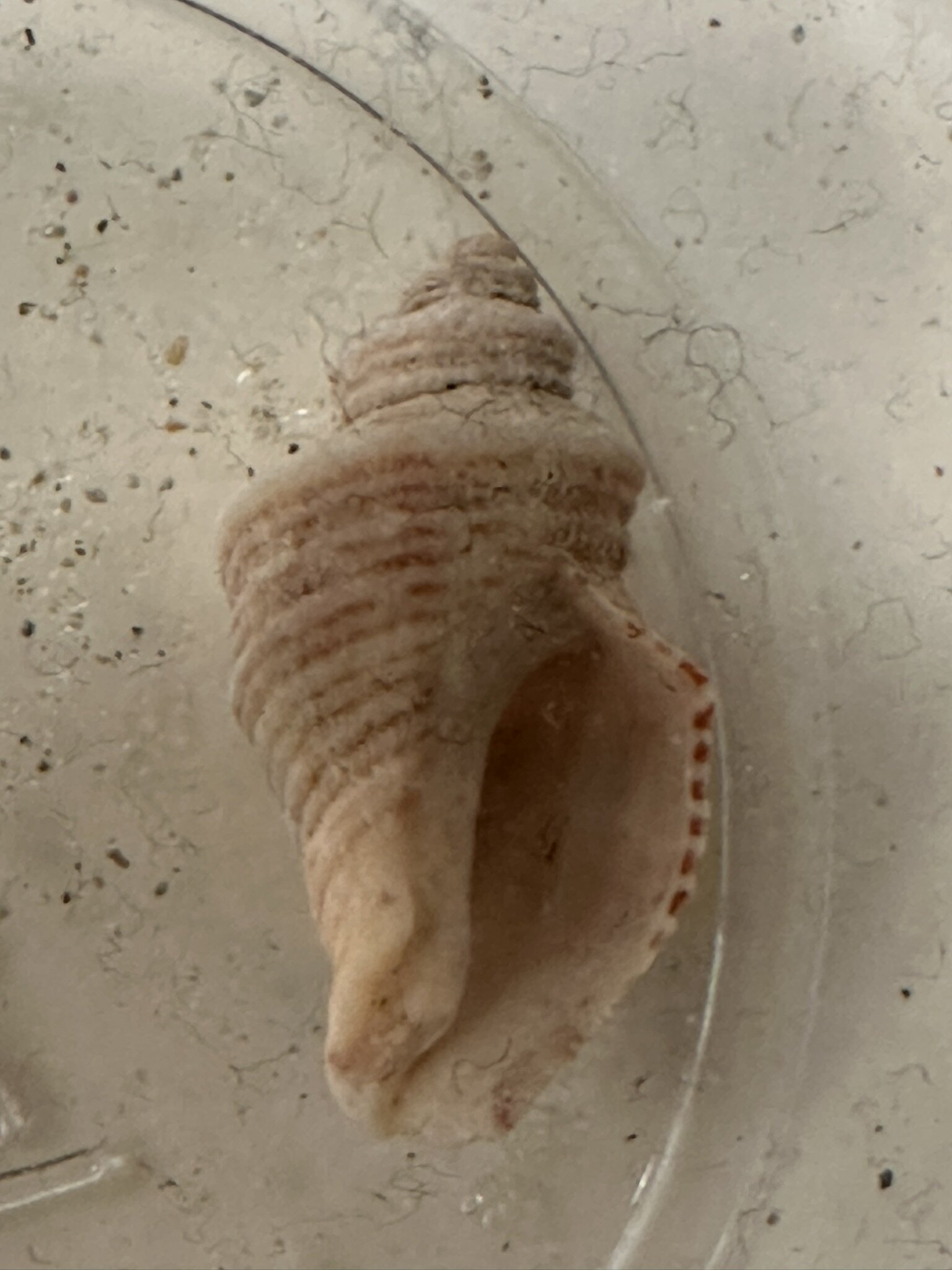 Southern California Fossils - Newport Beach Back Bay - Pleistocene and ...