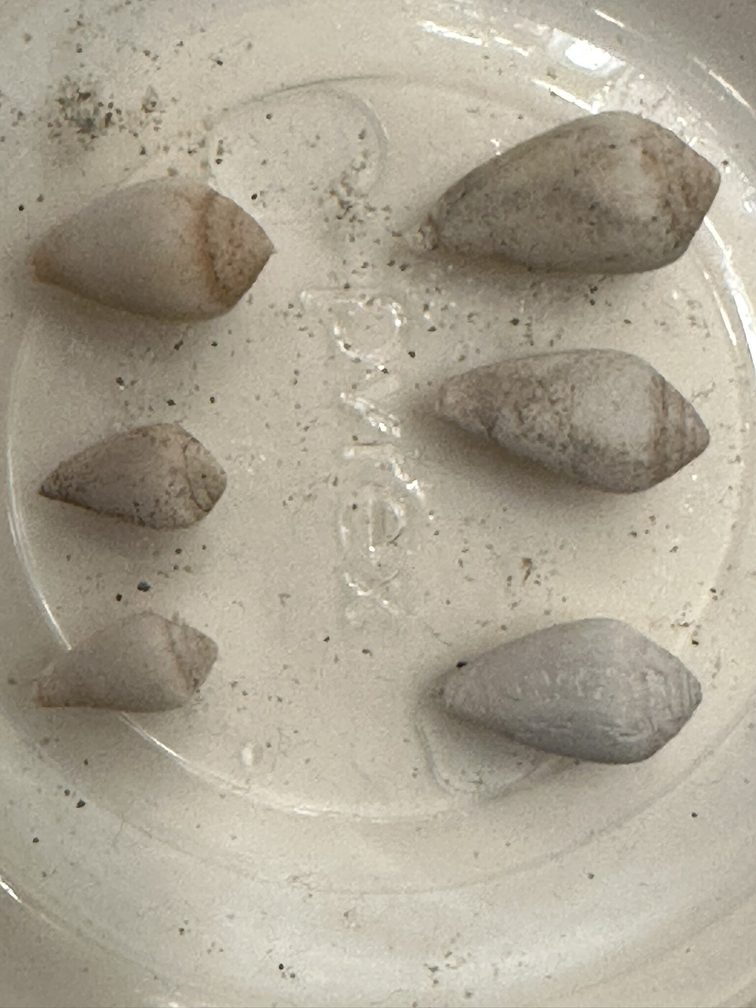 Southern California Fossils - Newport Beach Back Bay - Pleistocene and ...