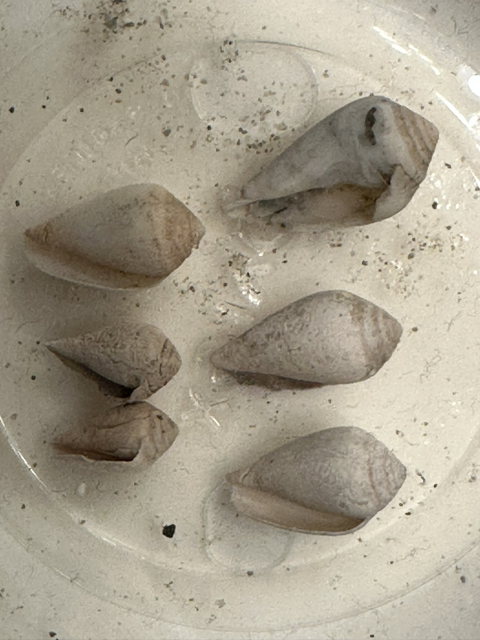 Southern California Fossils - Newport Beach Back Bay - Pleistocene and ...