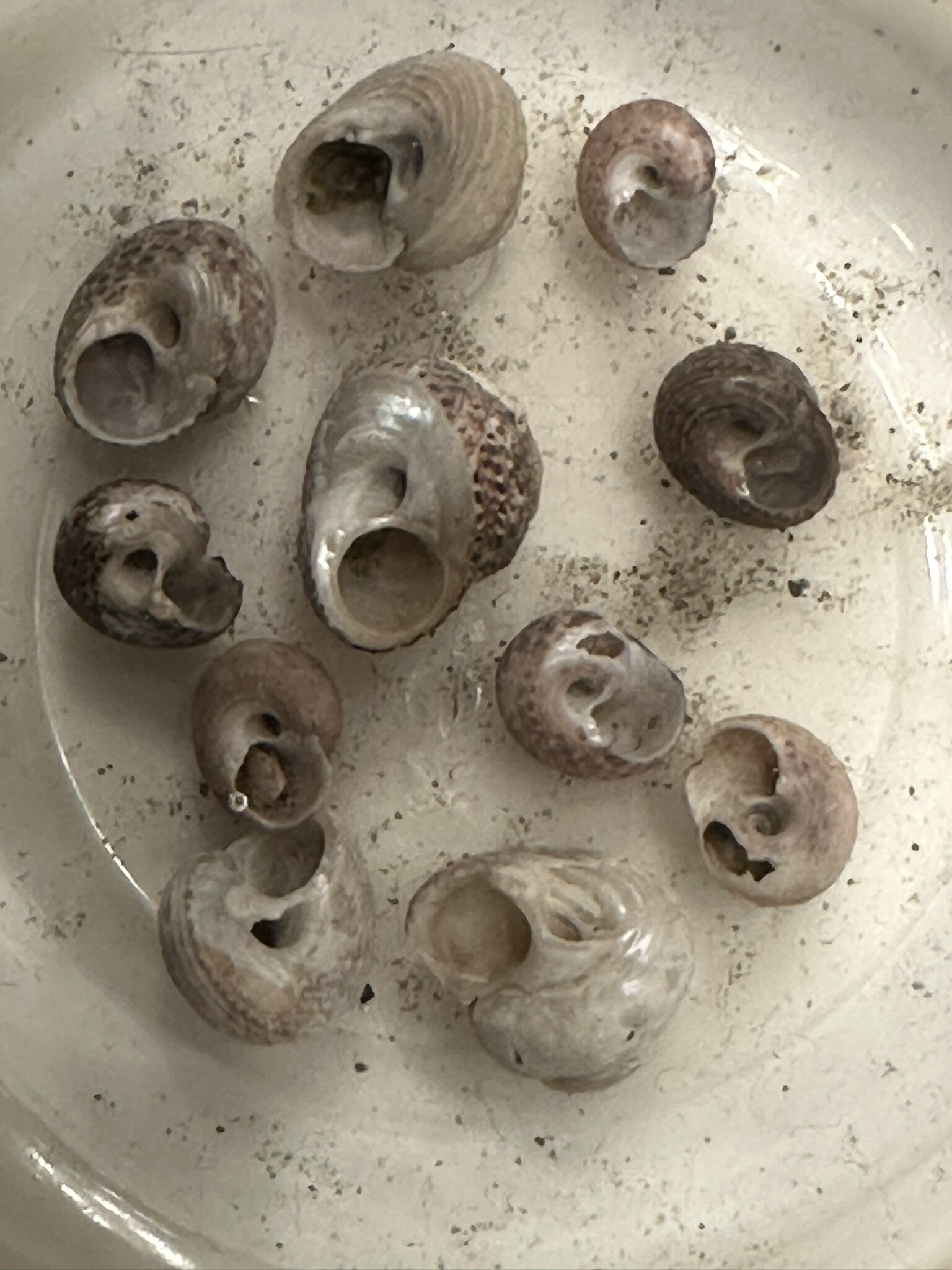 Southern California Fossils - Newport Beach Back Bay - Pleistocene and ...