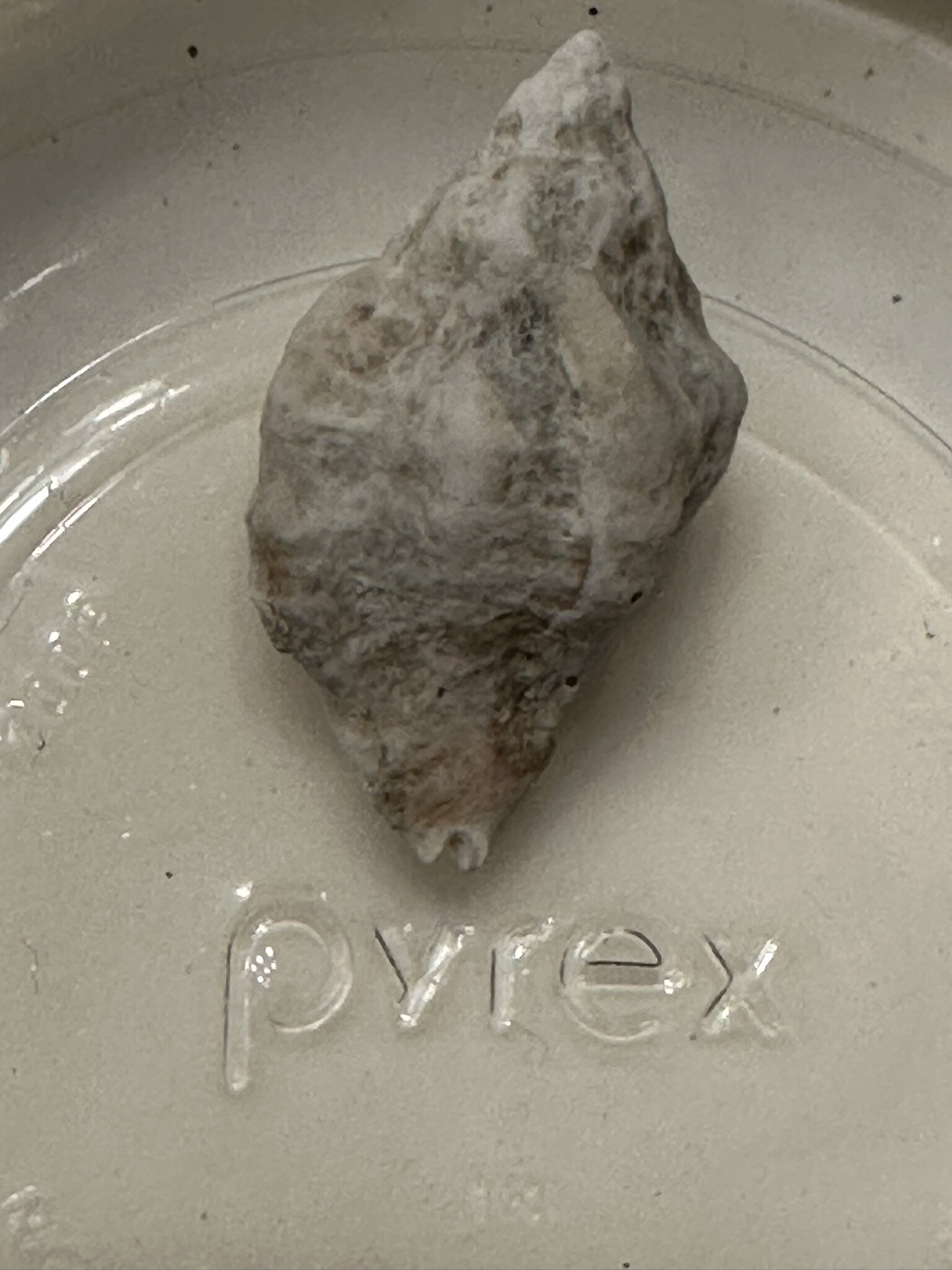 Southern California Fossils - Newport Beach Back Bay - Pleistocene and ...