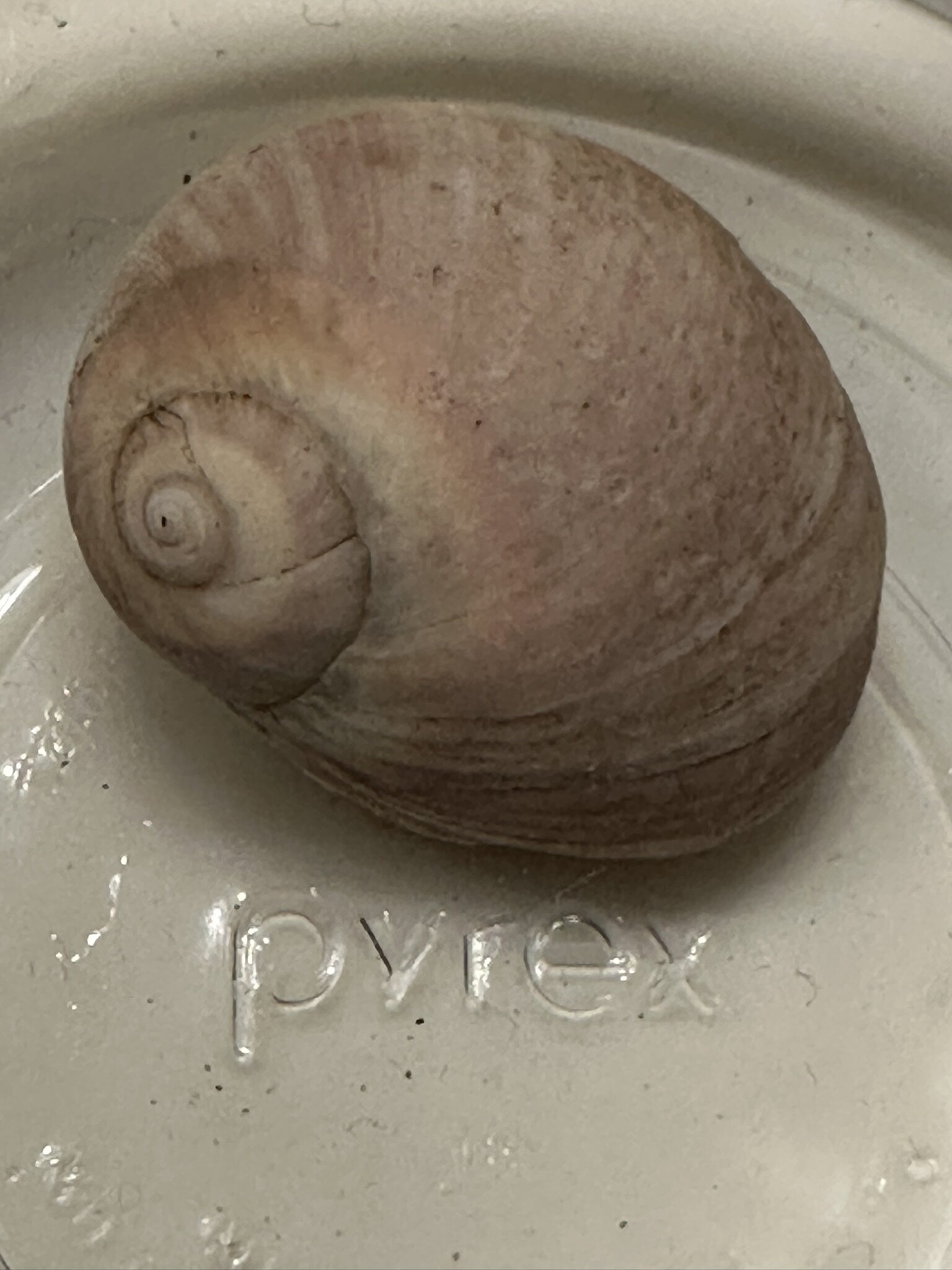 Southern California Fossils - Newport Beach Back Bay - Pleistocene and ...