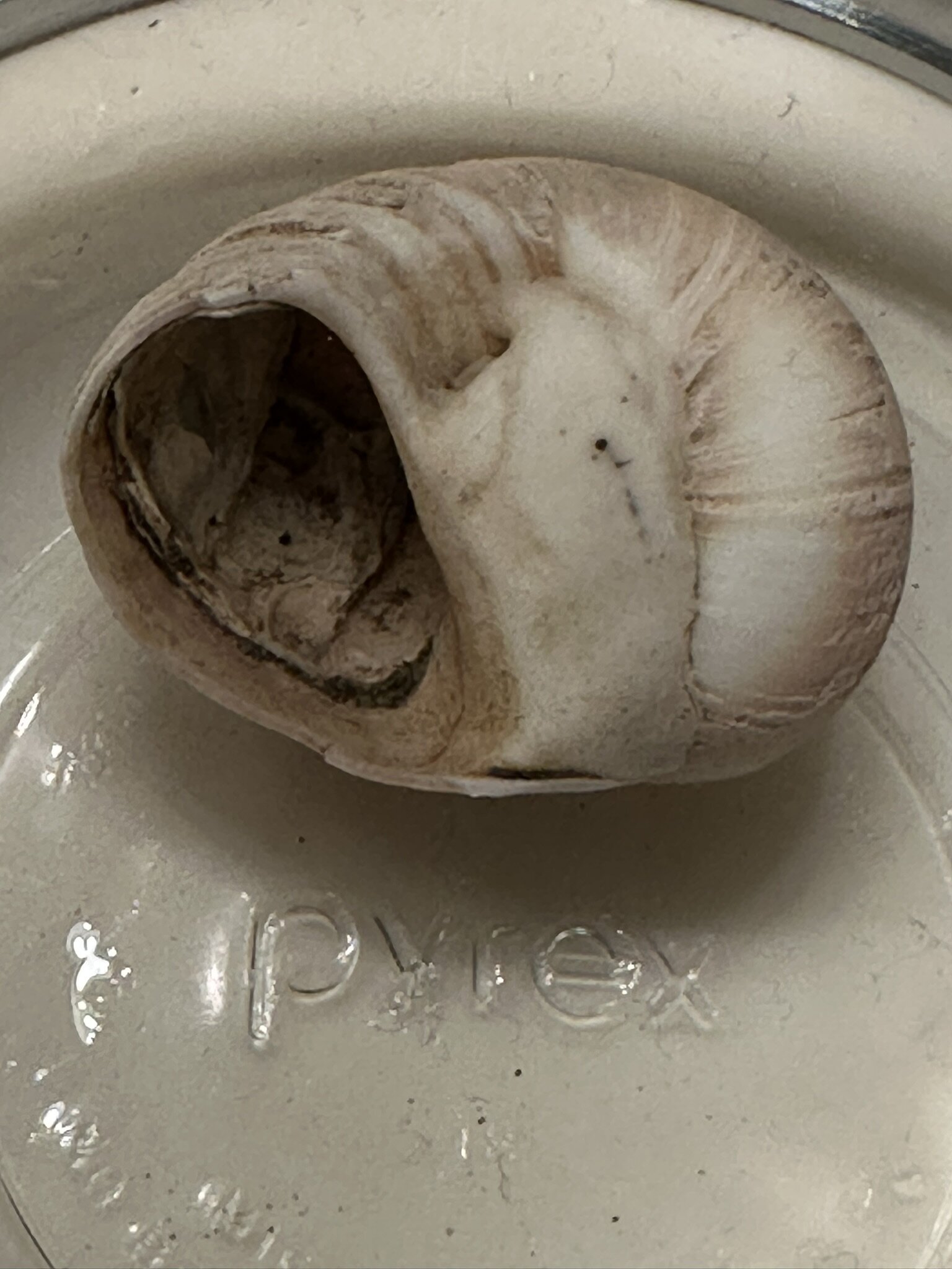 Southern California Fossils - Newport Beach Back Bay - Pleistocene and ...
