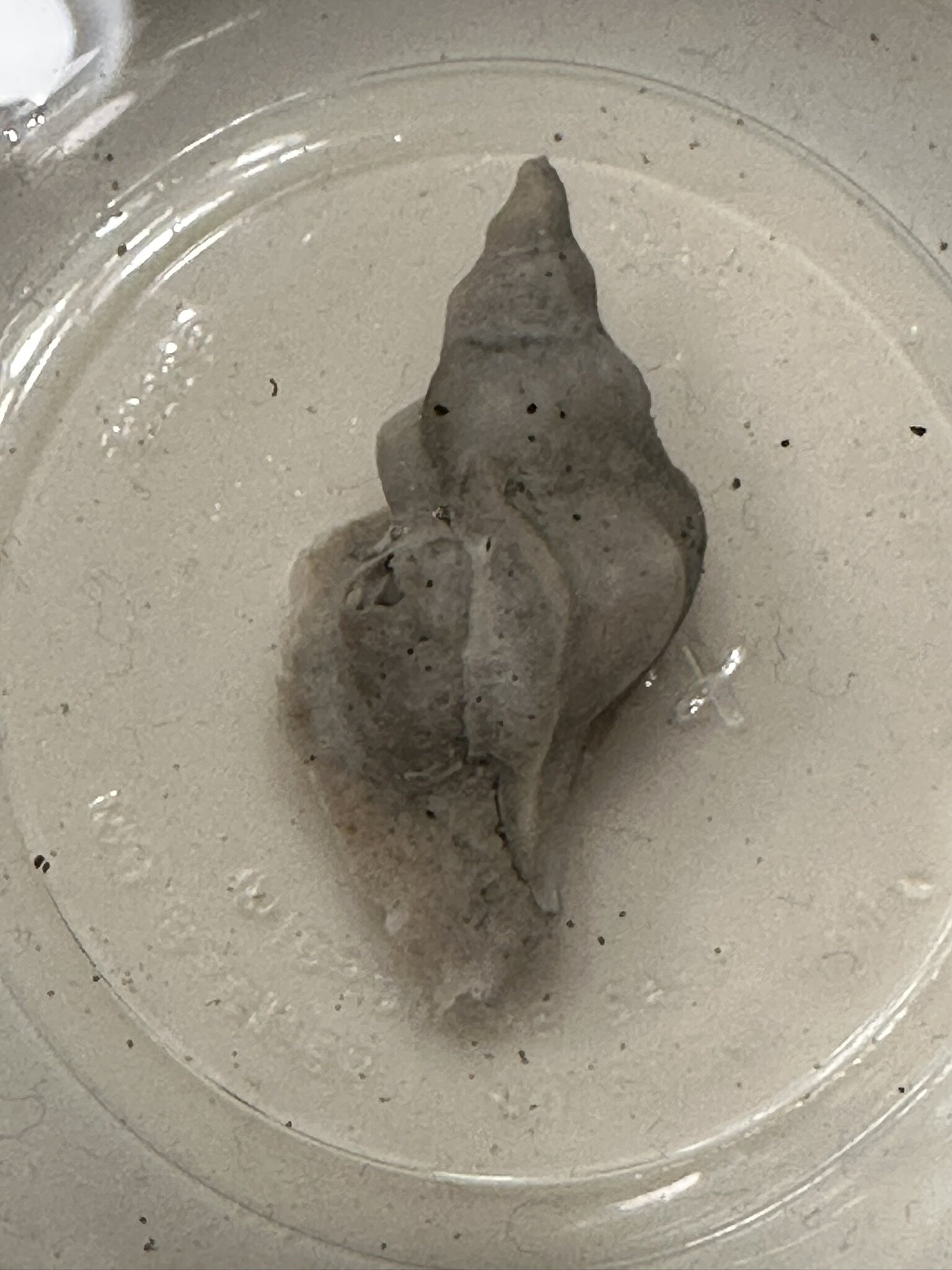Southern California Fossils - Newport Beach Back Bay - Pleistocene and ...