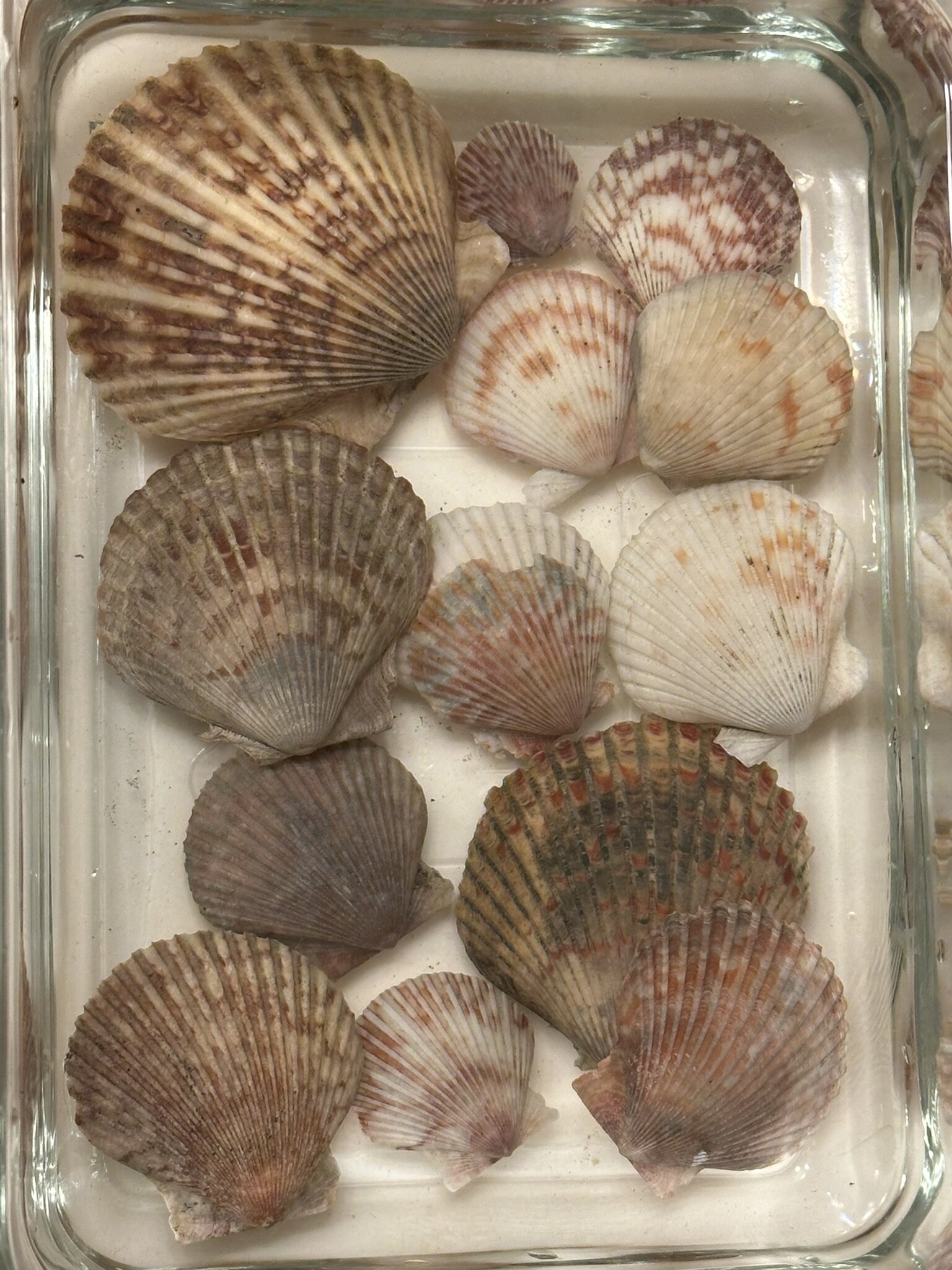 Southern California Fossils - Newport Beach Back Bay - Pleistocene and ...