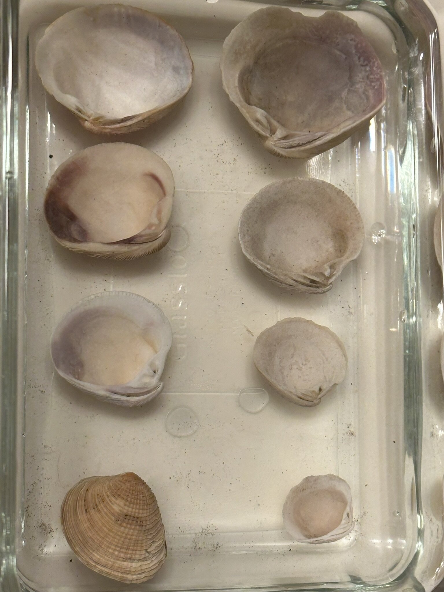 Southern California Fossils - Newport Beach Back Bay - Pleistocene and ...