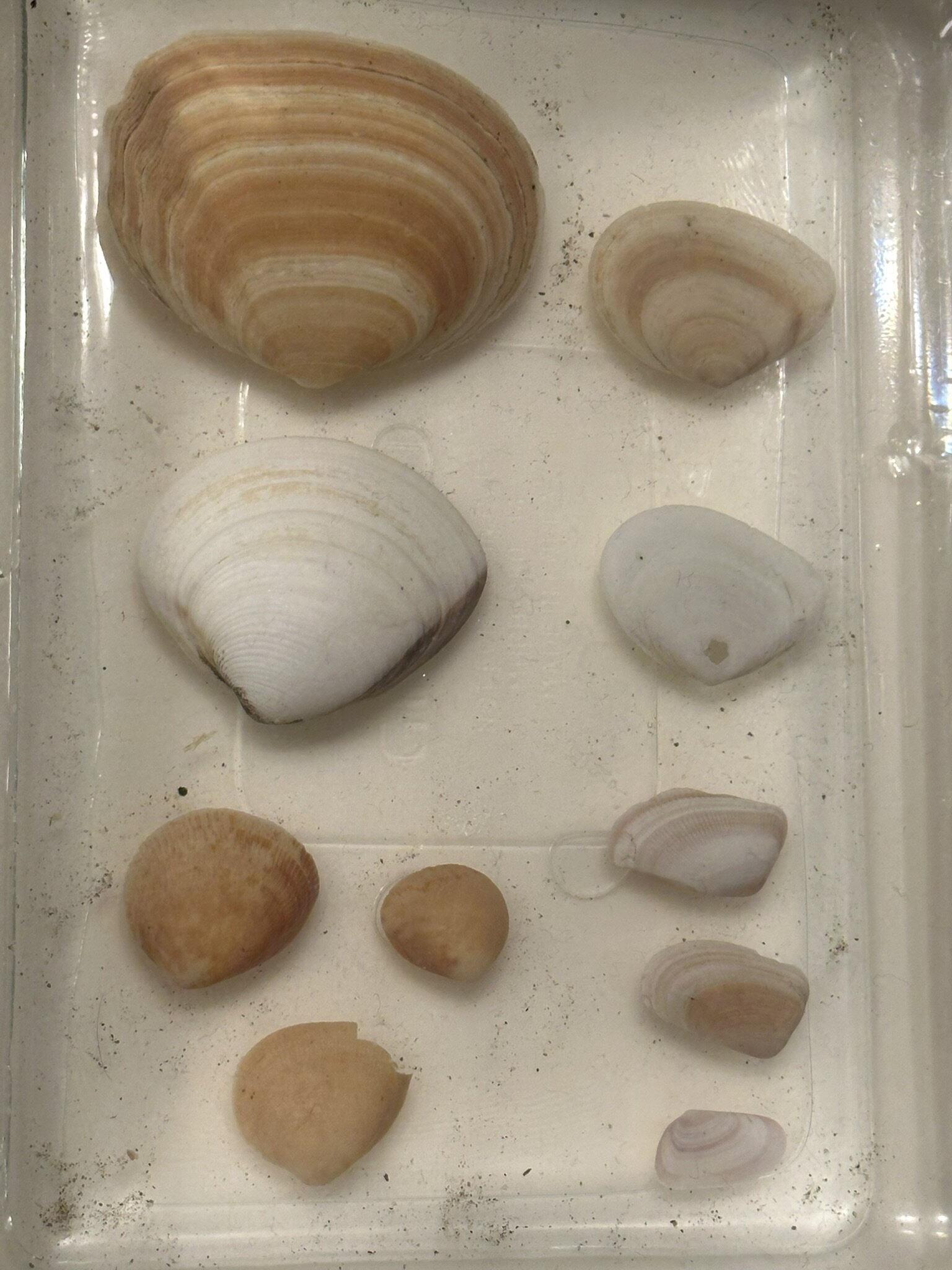 Southern California Fossils - Newport Beach Back Bay - Pleistocene and ...