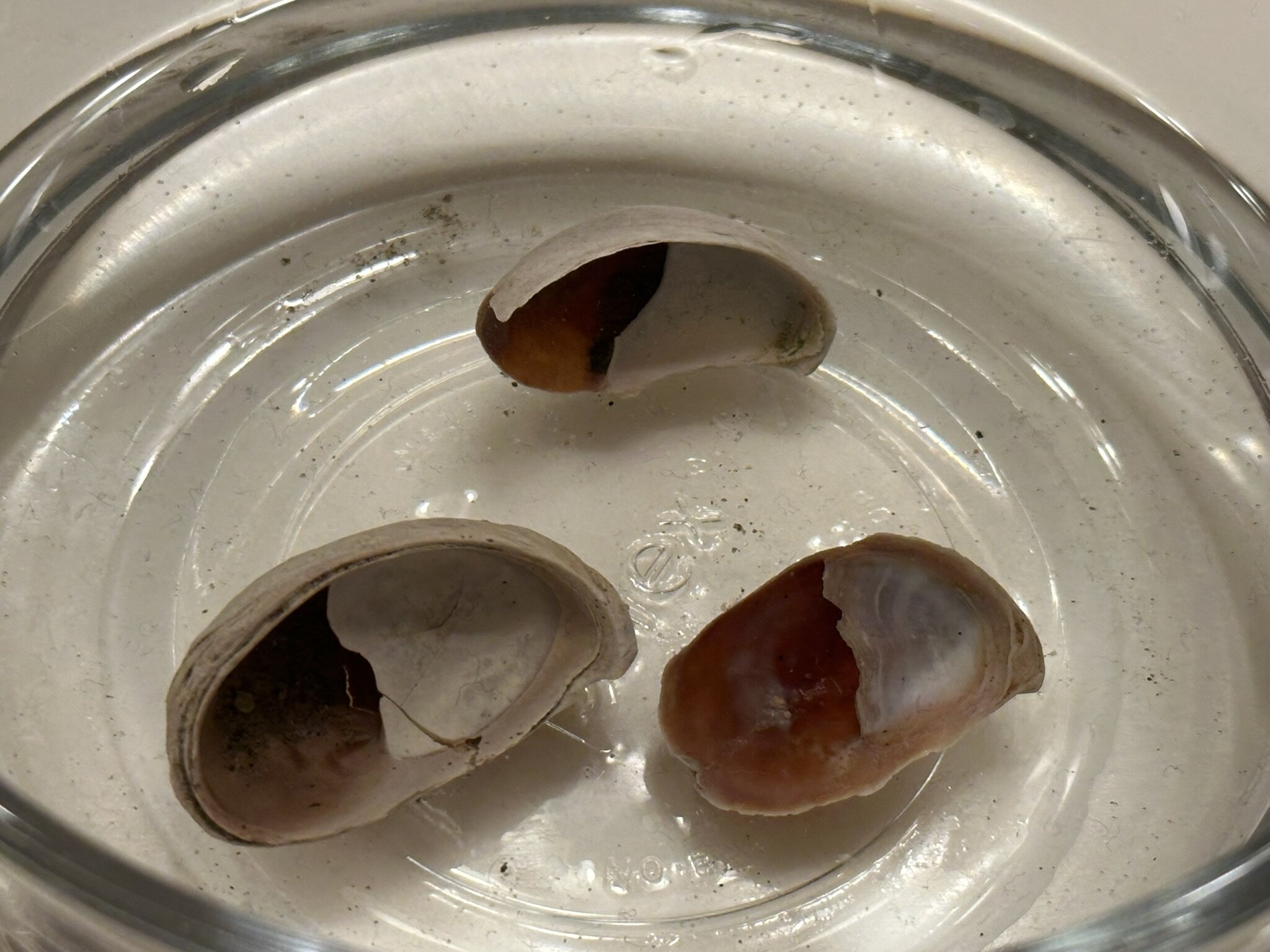Southern California Fossils - Newport Beach Back Bay - Pleistocene and ...
