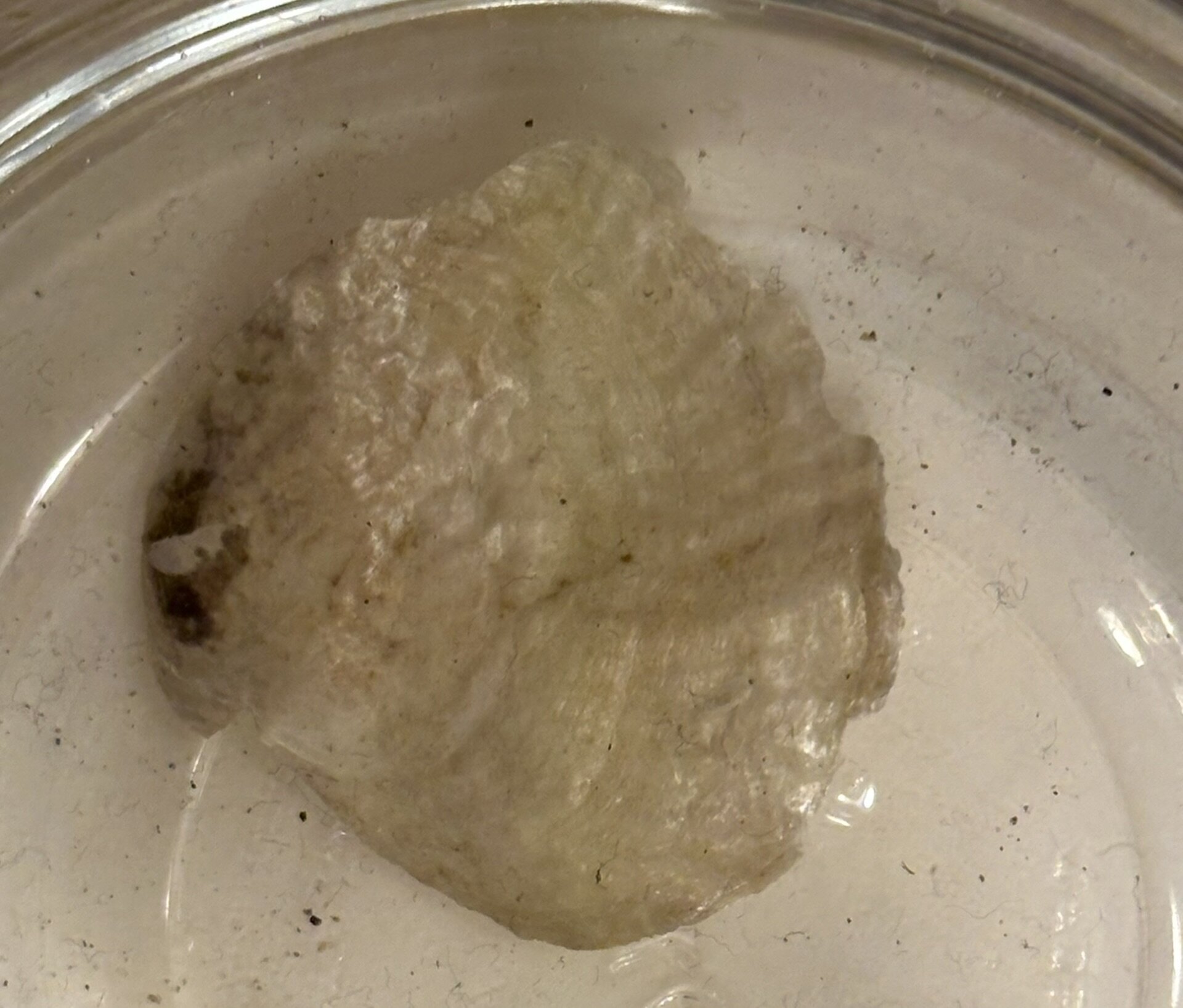 Southern California Fossils - Newport Beach Back Bay - Pleistocene and ...