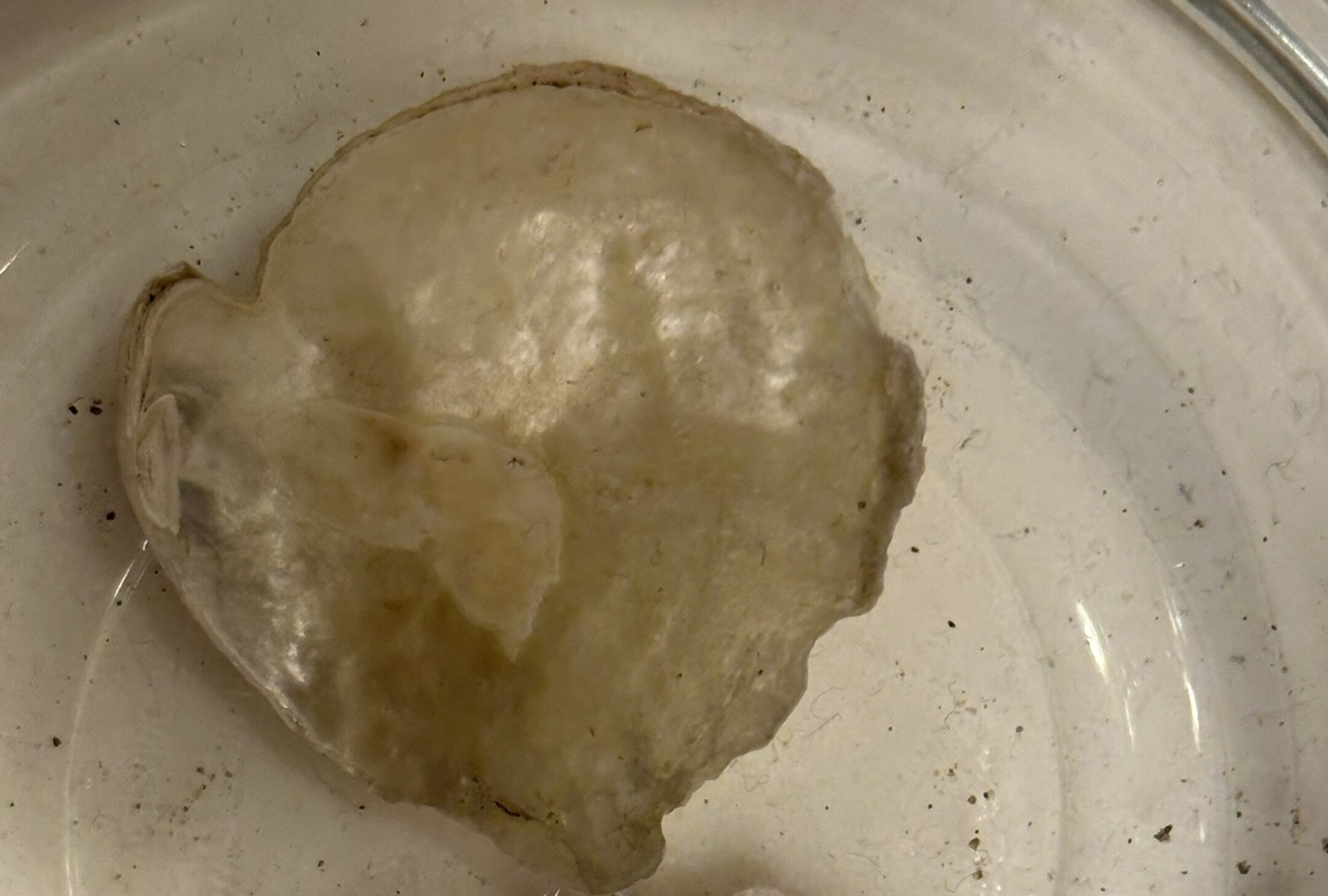 Southern California Fossils - Newport Beach Back Bay - Pleistocene and ...