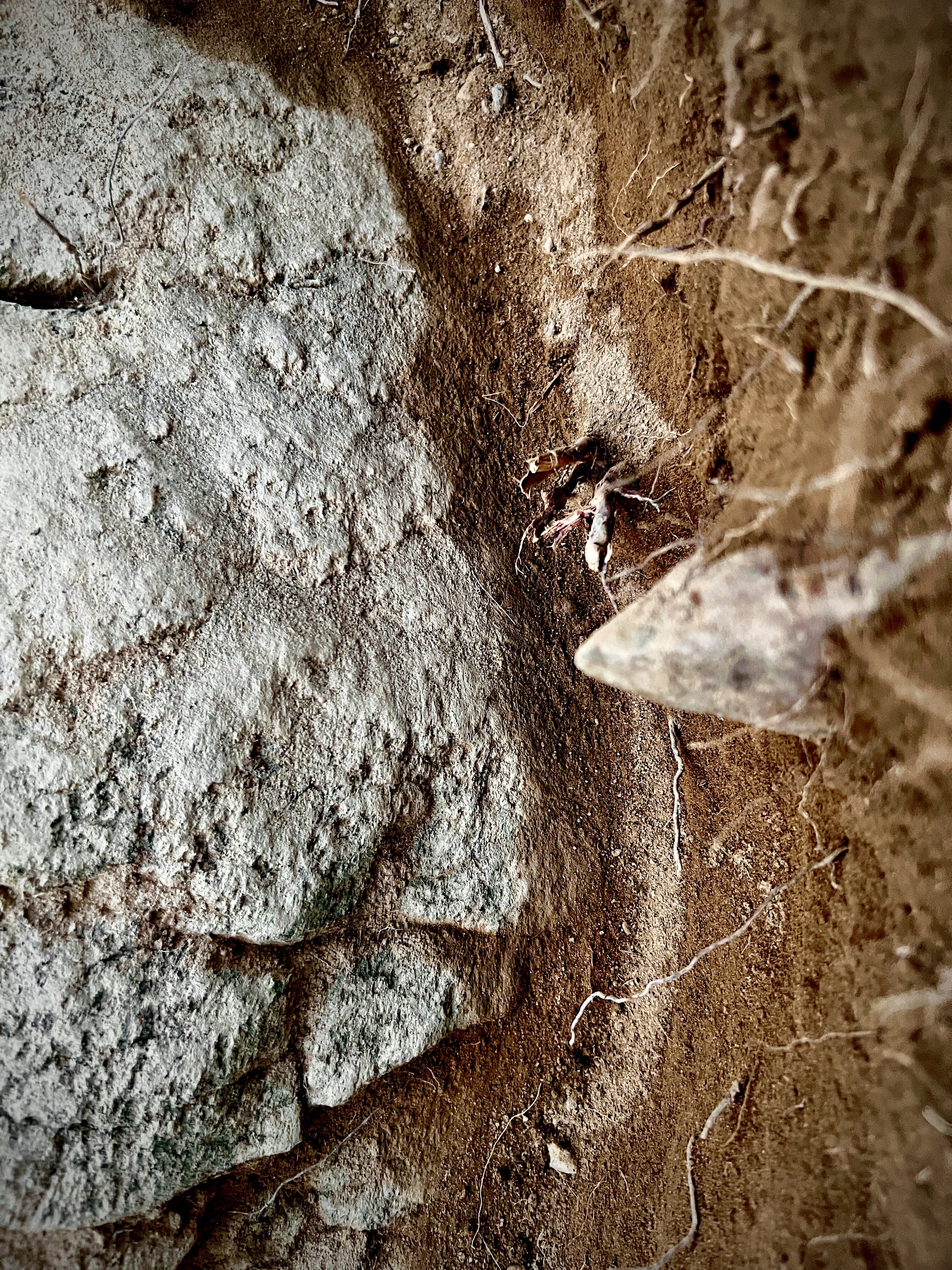 Dug a little deeper - Fossil ID - The Fossil Forum