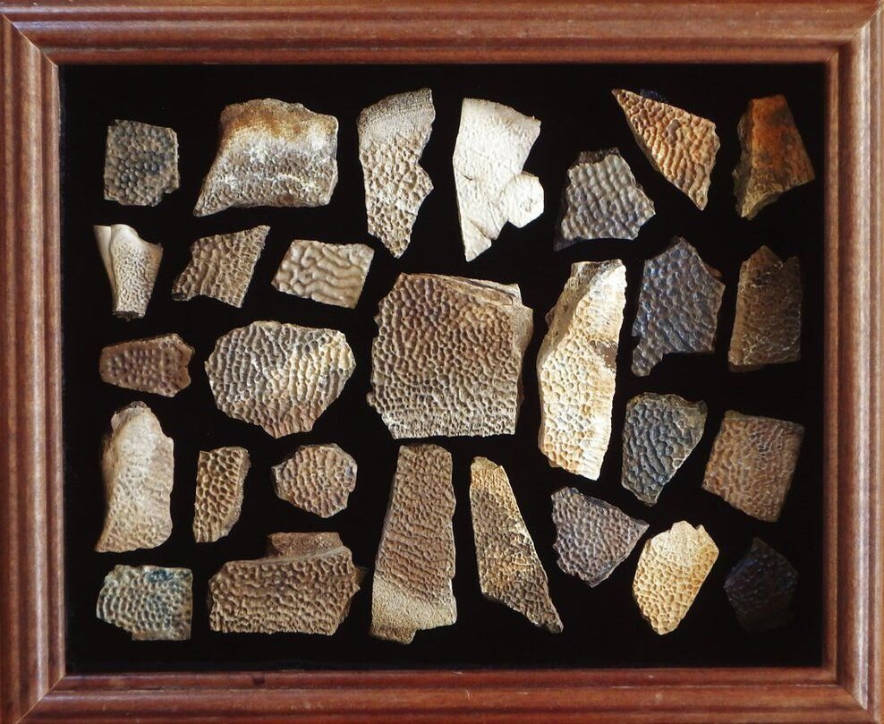 Scute - Fossil ID - The Fossil Forum
