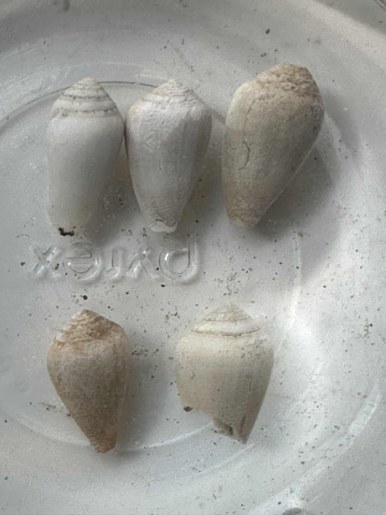Southern California Fossils - Newport Beach Back Bay - Pleistocene and ...
