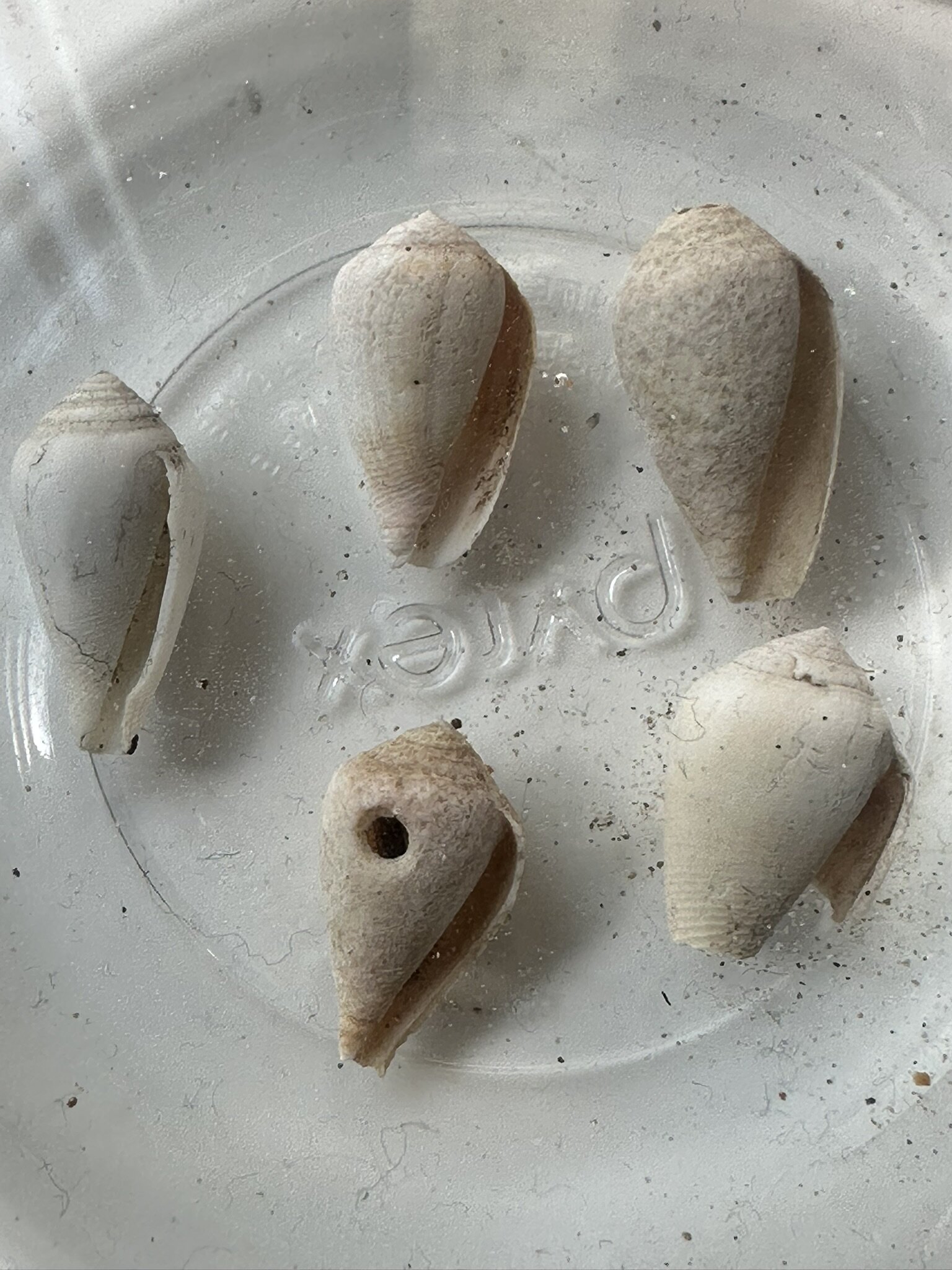 Southern California Fossils - Newport Beach Back Bay - Pleistocene and ...