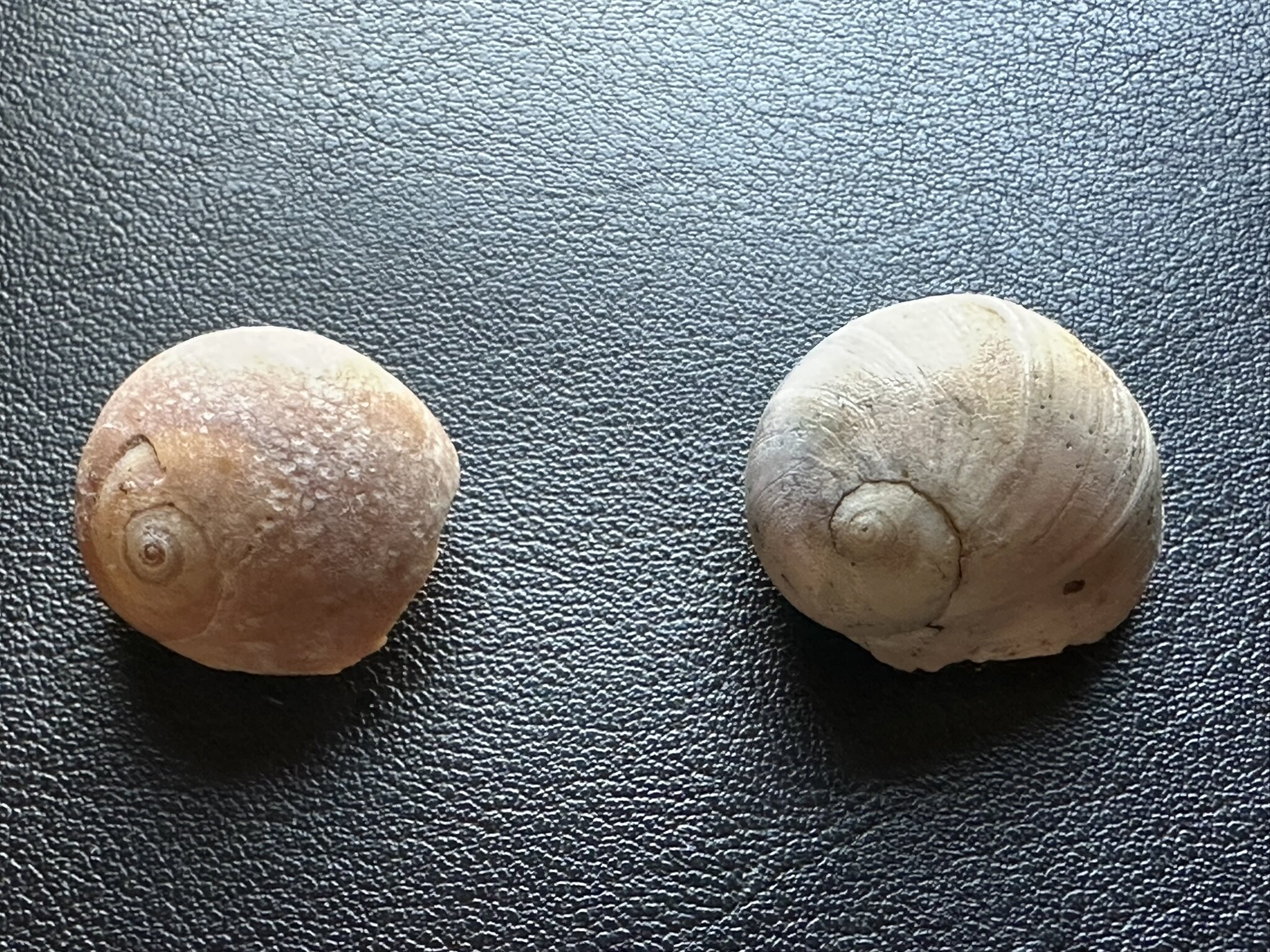 Southern California Fossils - Newport Beach Back Bay - Pleistocene and ...