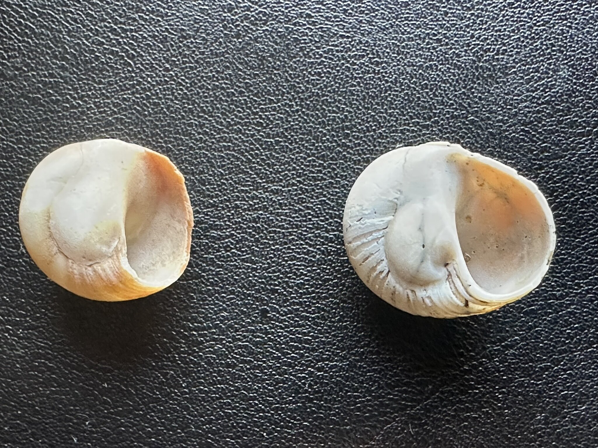 Southern California Fossils - Newport Beach Back Bay - Pleistocene and ...
