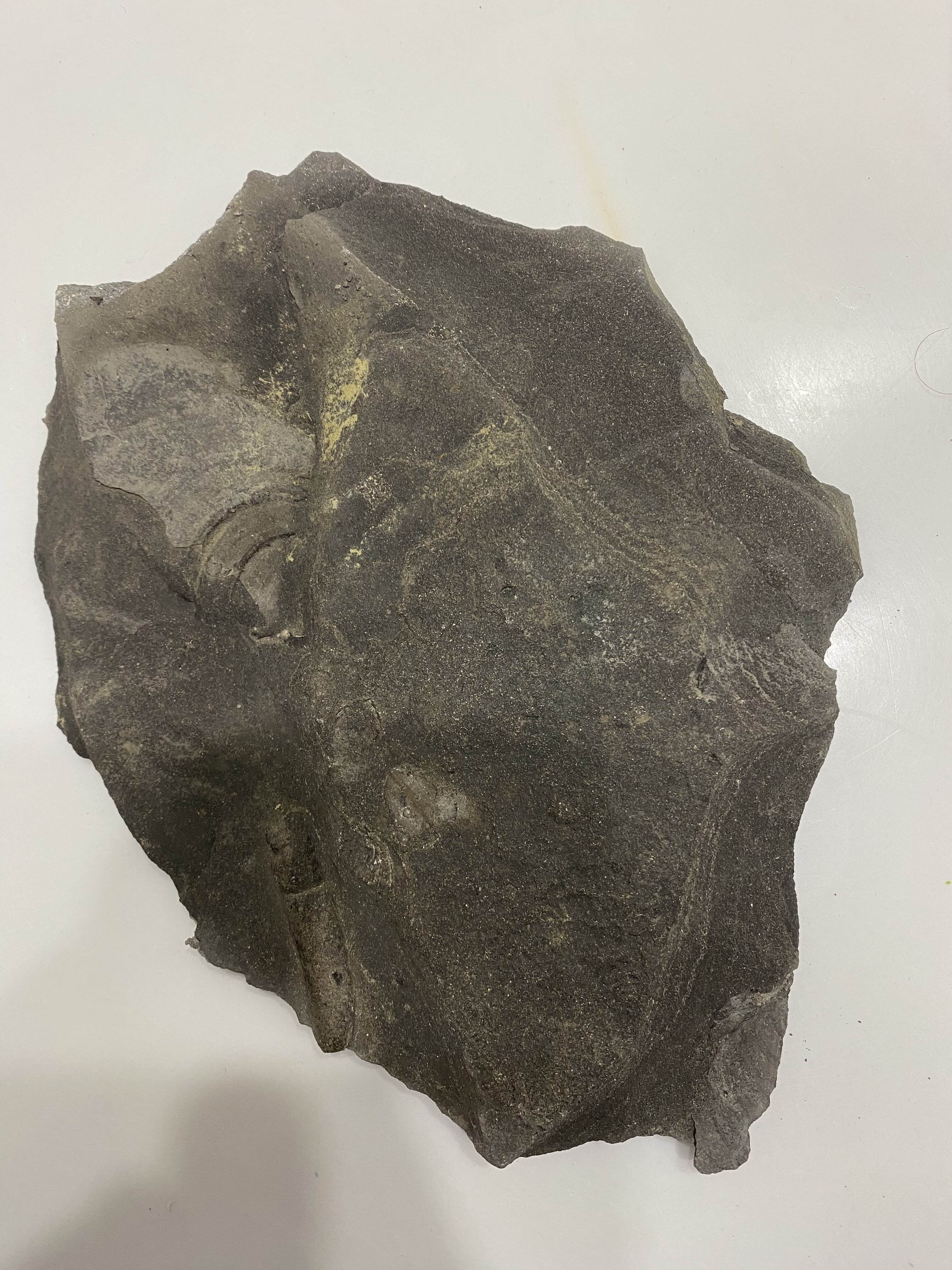 Eagle ford cylinder ID - Fossil ID - The Fossil Forum