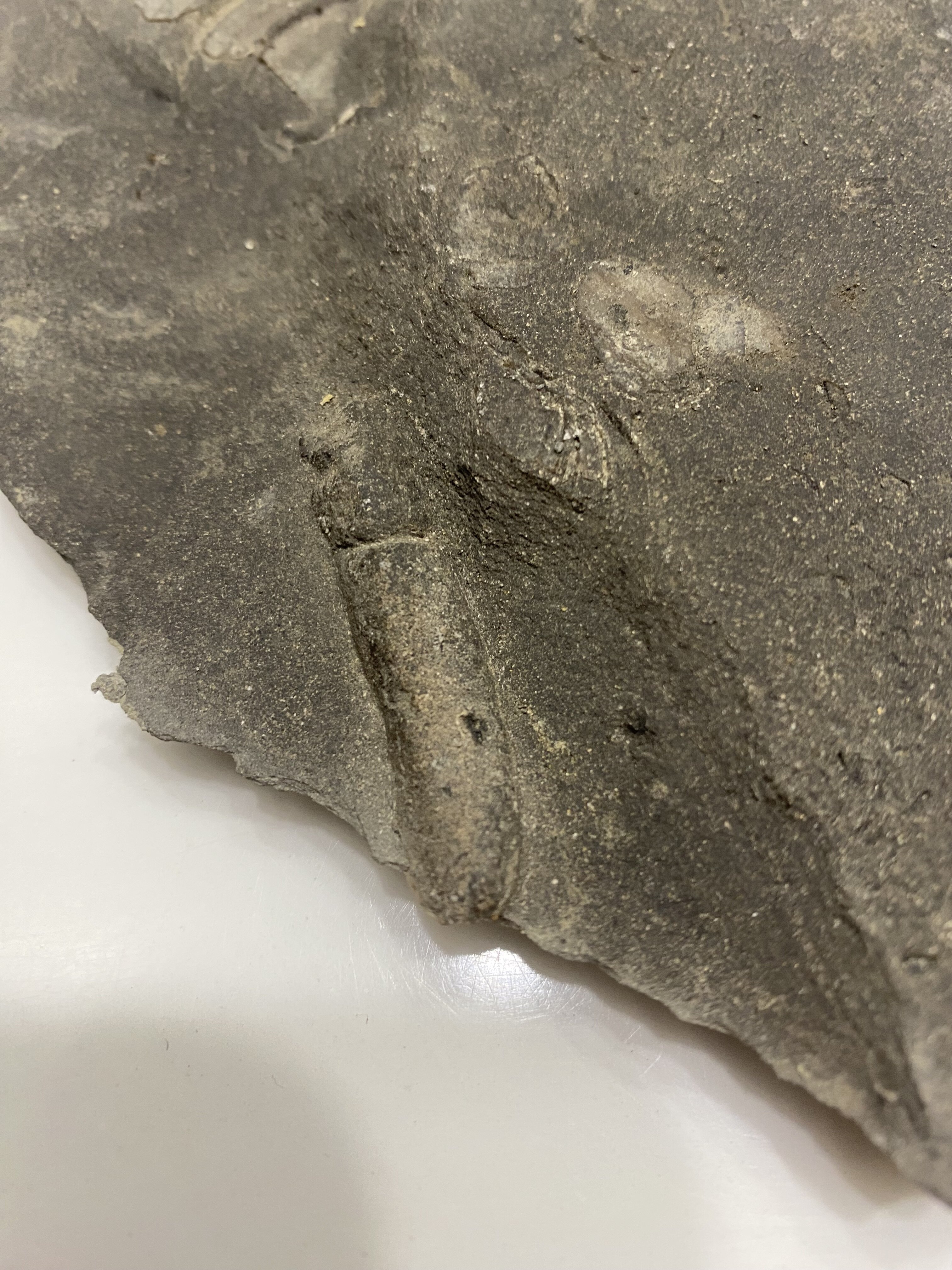 Eagle ford cylinder ID - Fossil ID - The Fossil Forum