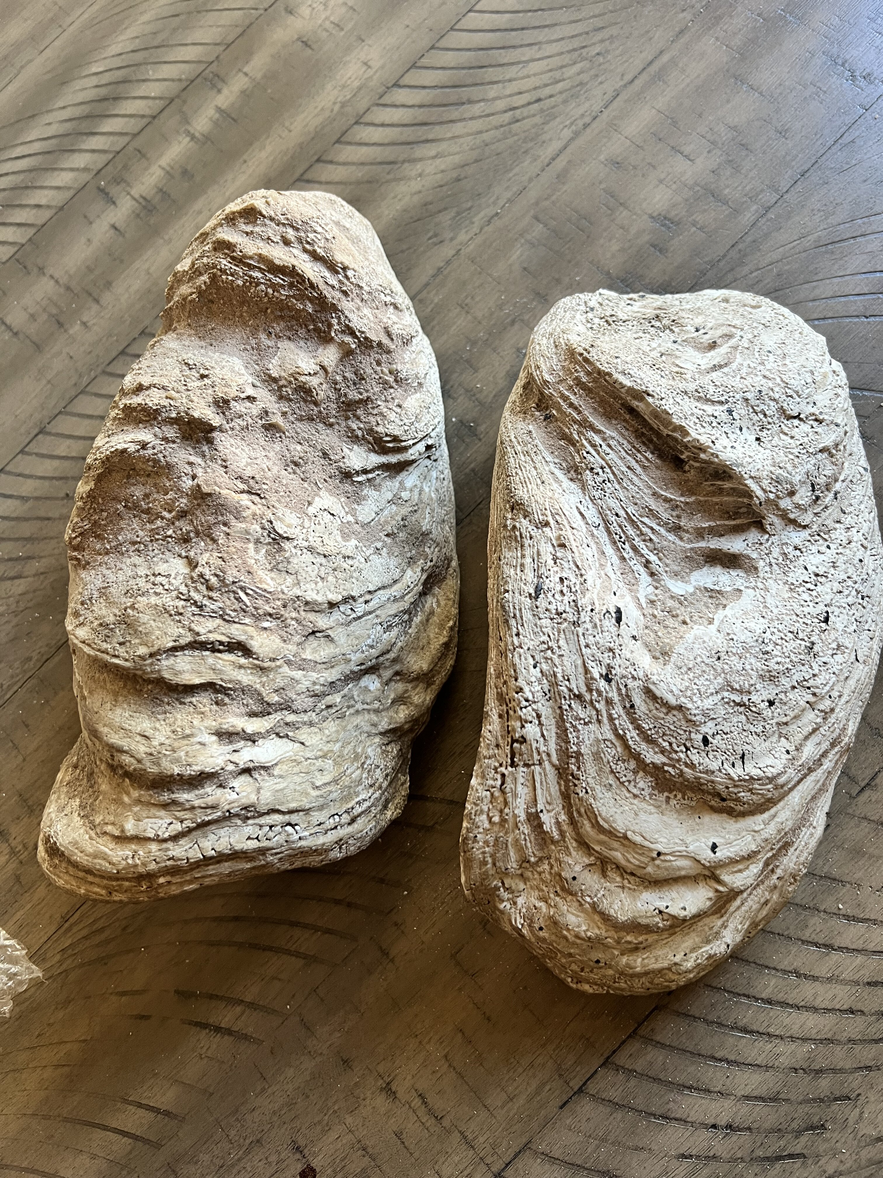 Oyster - Fossil ID - The Fossil Forum