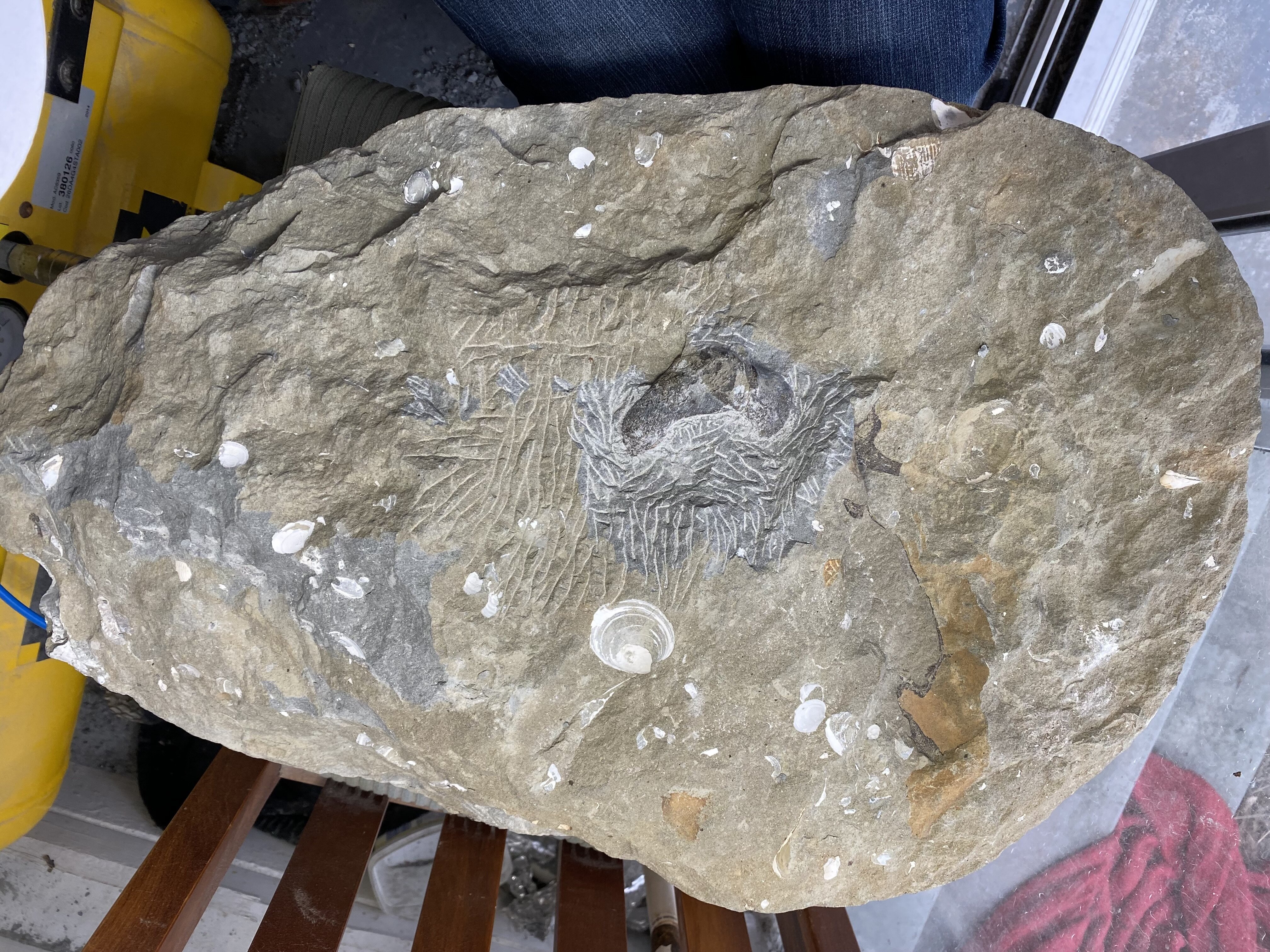 Articulated seal forelimb Eomonachus belegaerensis - Fossil Preparation ...