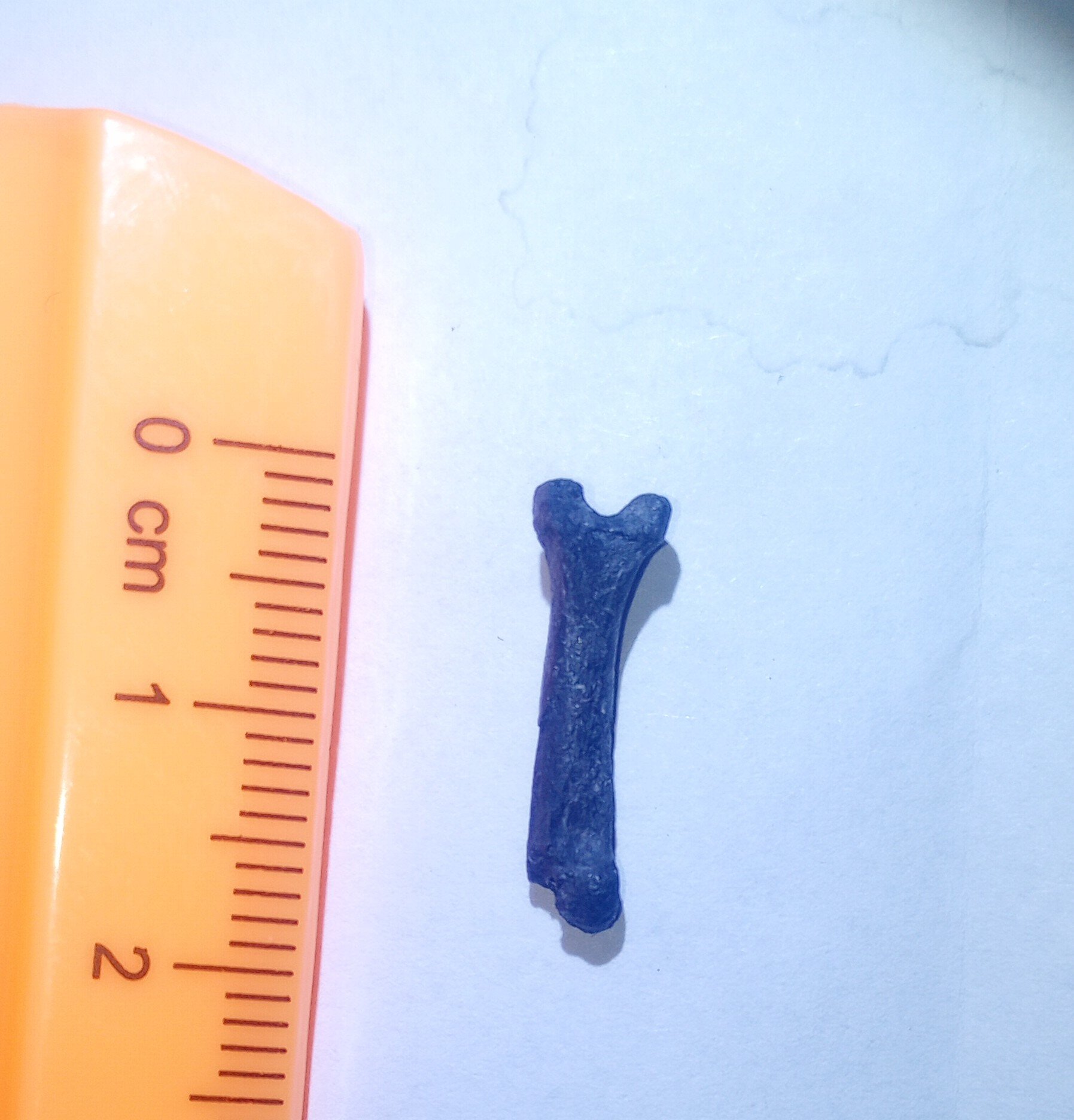 Little bone - Fossil ID - The Fossil Forum