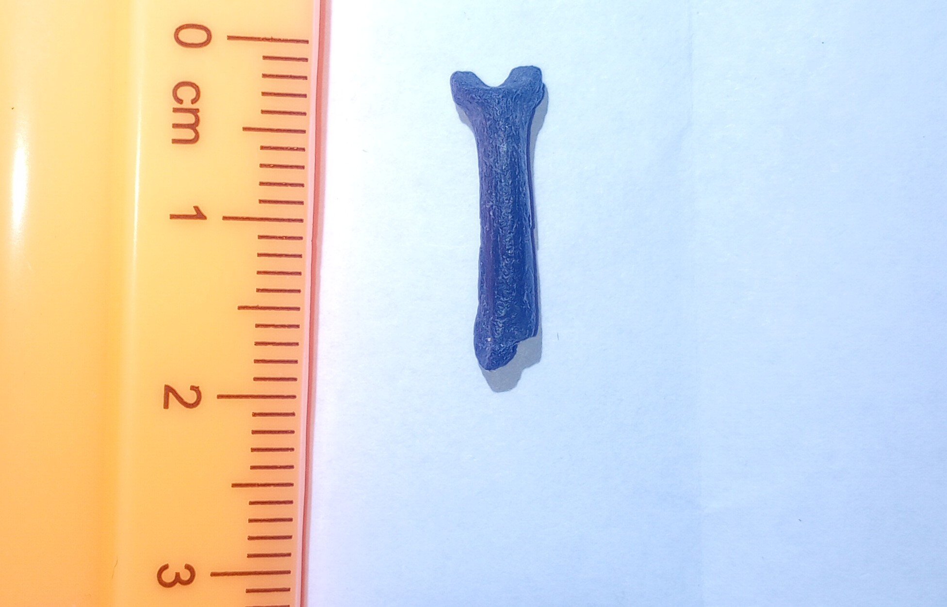 Little bone - Fossil ID - The Fossil Forum