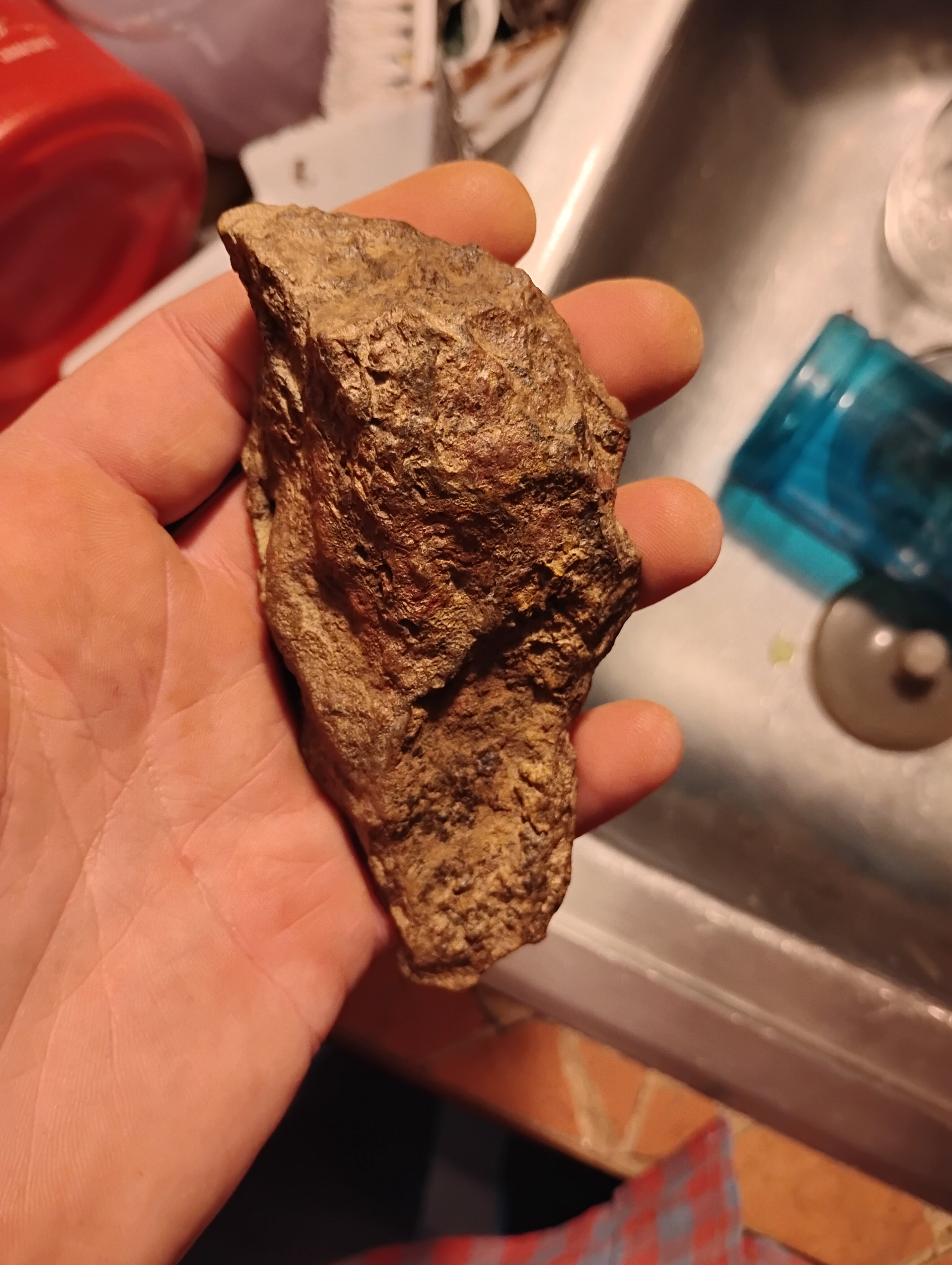 Specimen ID - Fossil ID - The Fossil Forum