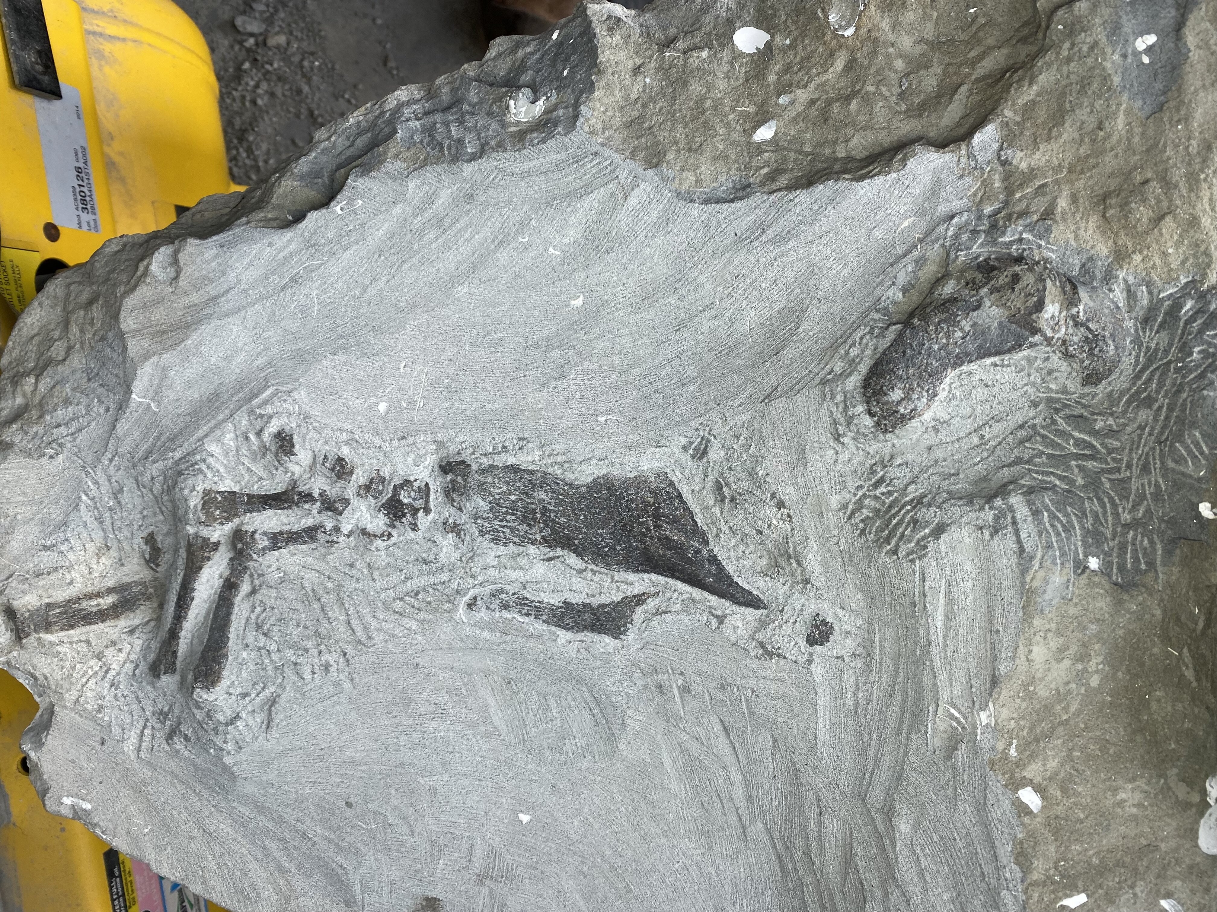 Articulated seal forelimb Eomonachus belegaerensis - Fossil Preparation ...
