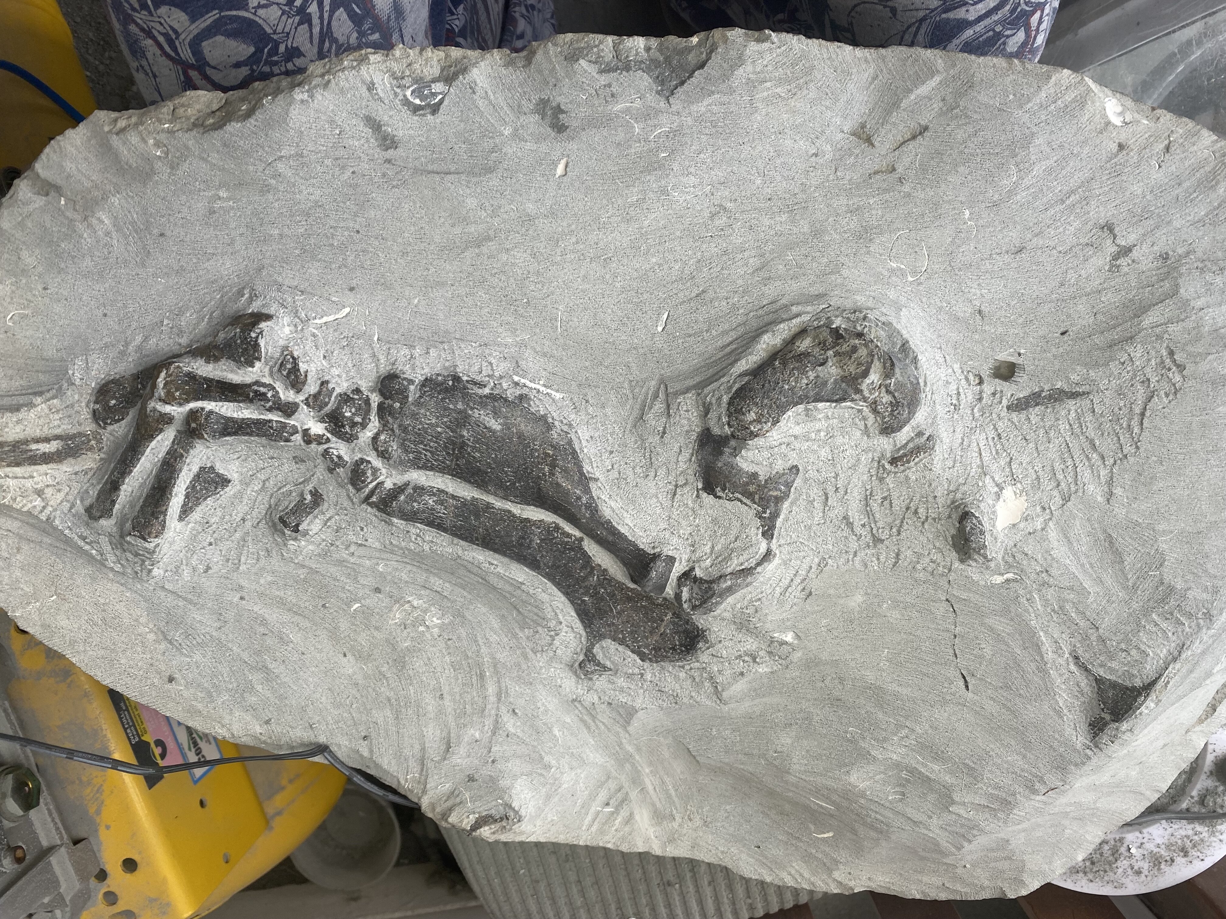 Articulated seal forelimb Eomonachus belegaerensis - Fossil Preparation ...