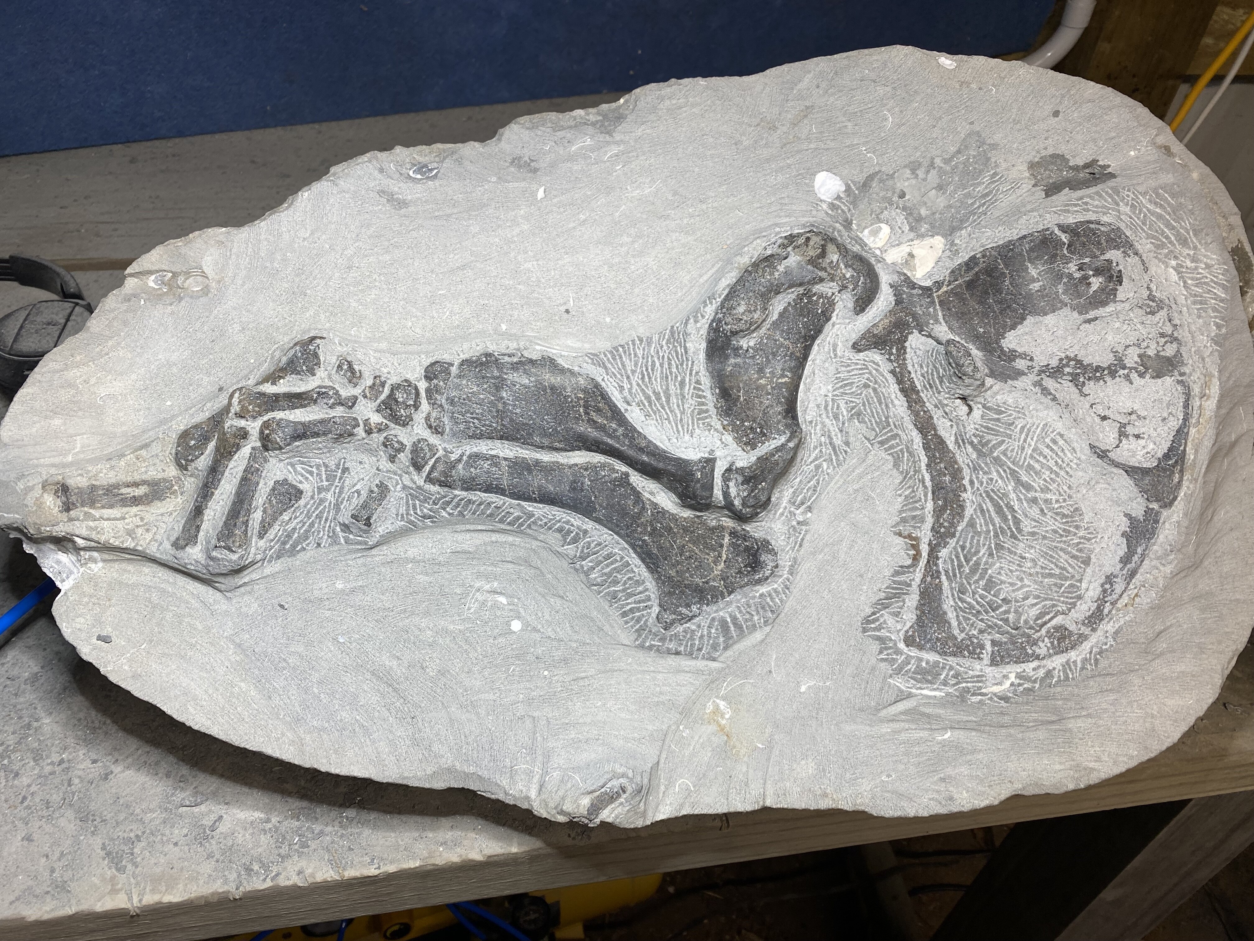Articulated seal forelimb Eomonachus belegaerensis - Fossil Preparation ...