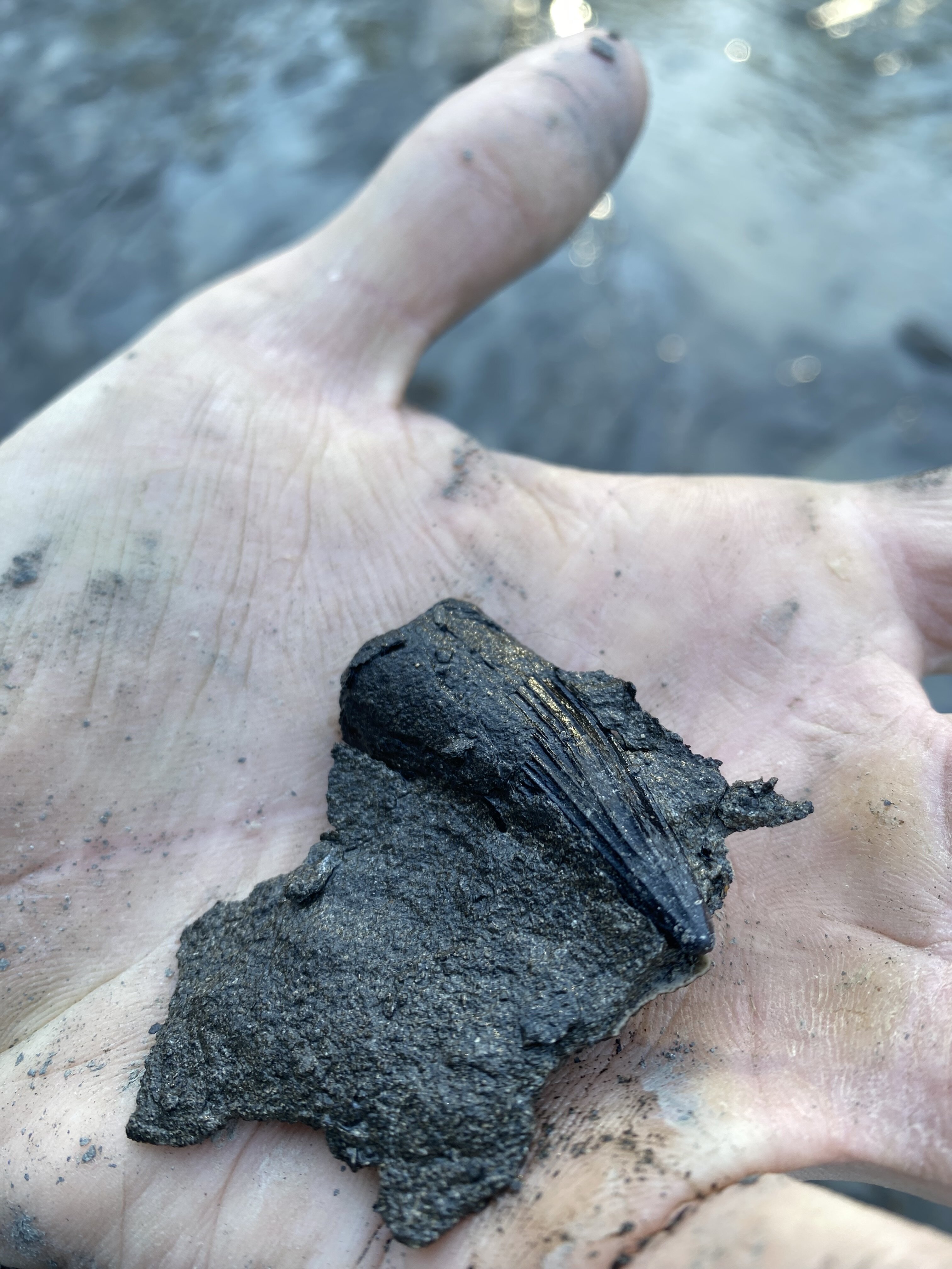 A Year of Dragons: Incredible finds opening up 2025 - Fossil Hunting ...