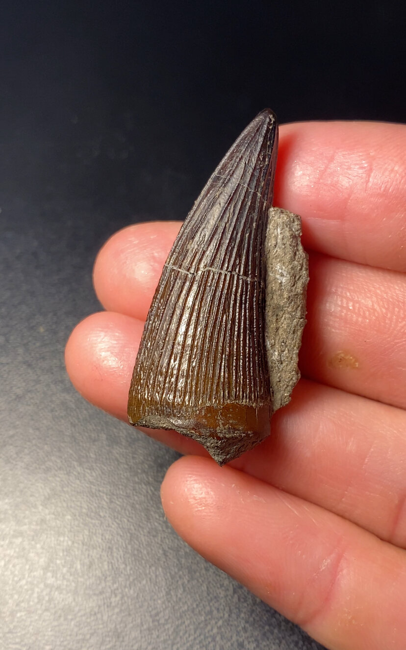 A Year of Dragons: Incredible finds opening up 2025 - Fossil Hunting ...