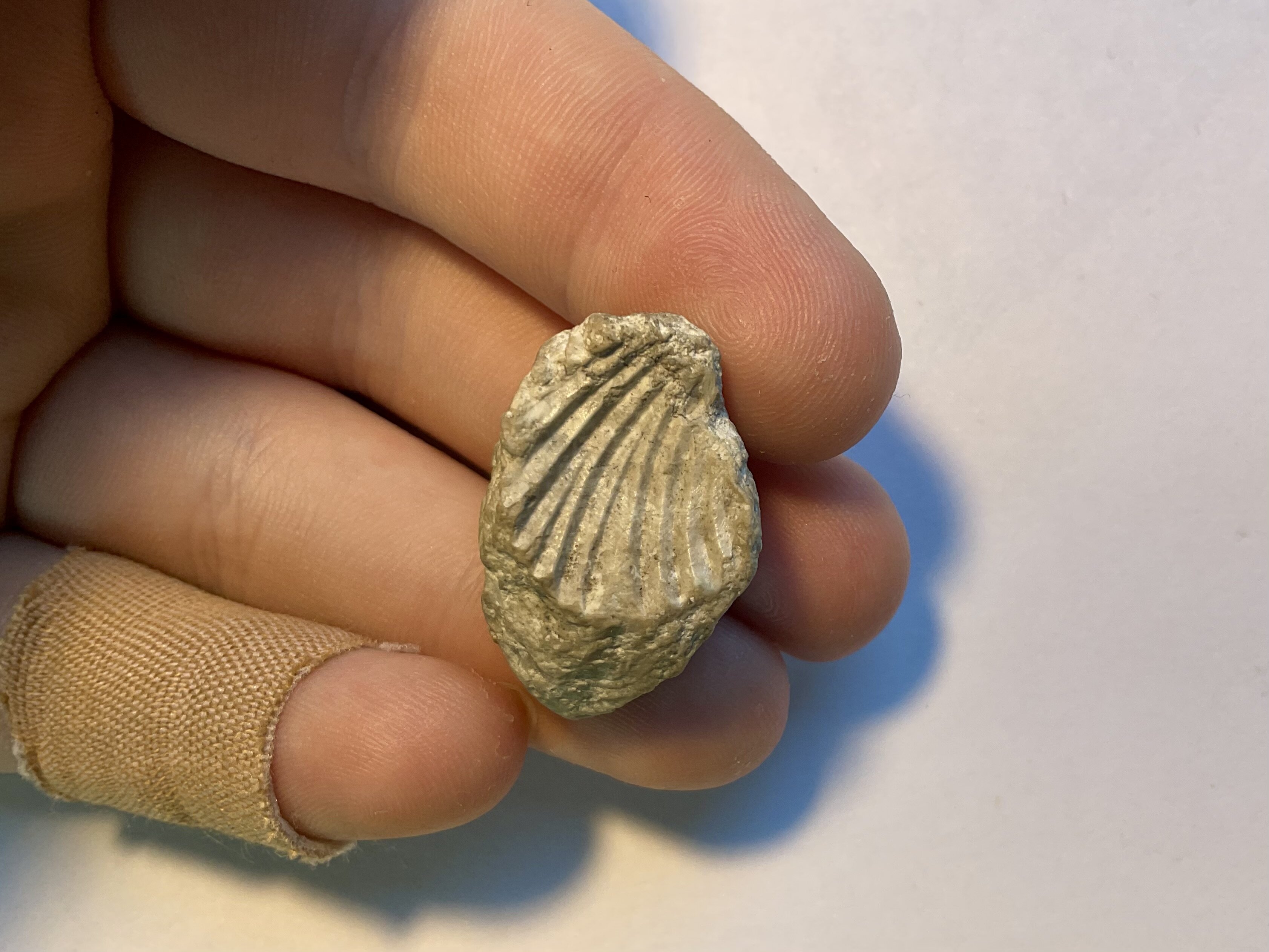 What was the first fossil you ever found? - Questions & Answers - The ...