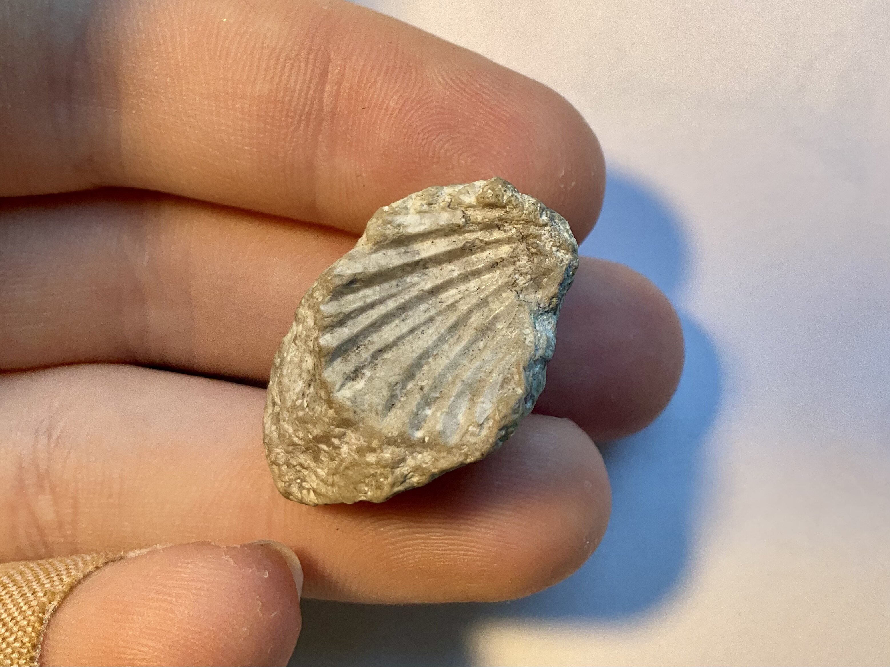 What was the first fossil you ever found? - Questions & Answers - The ...