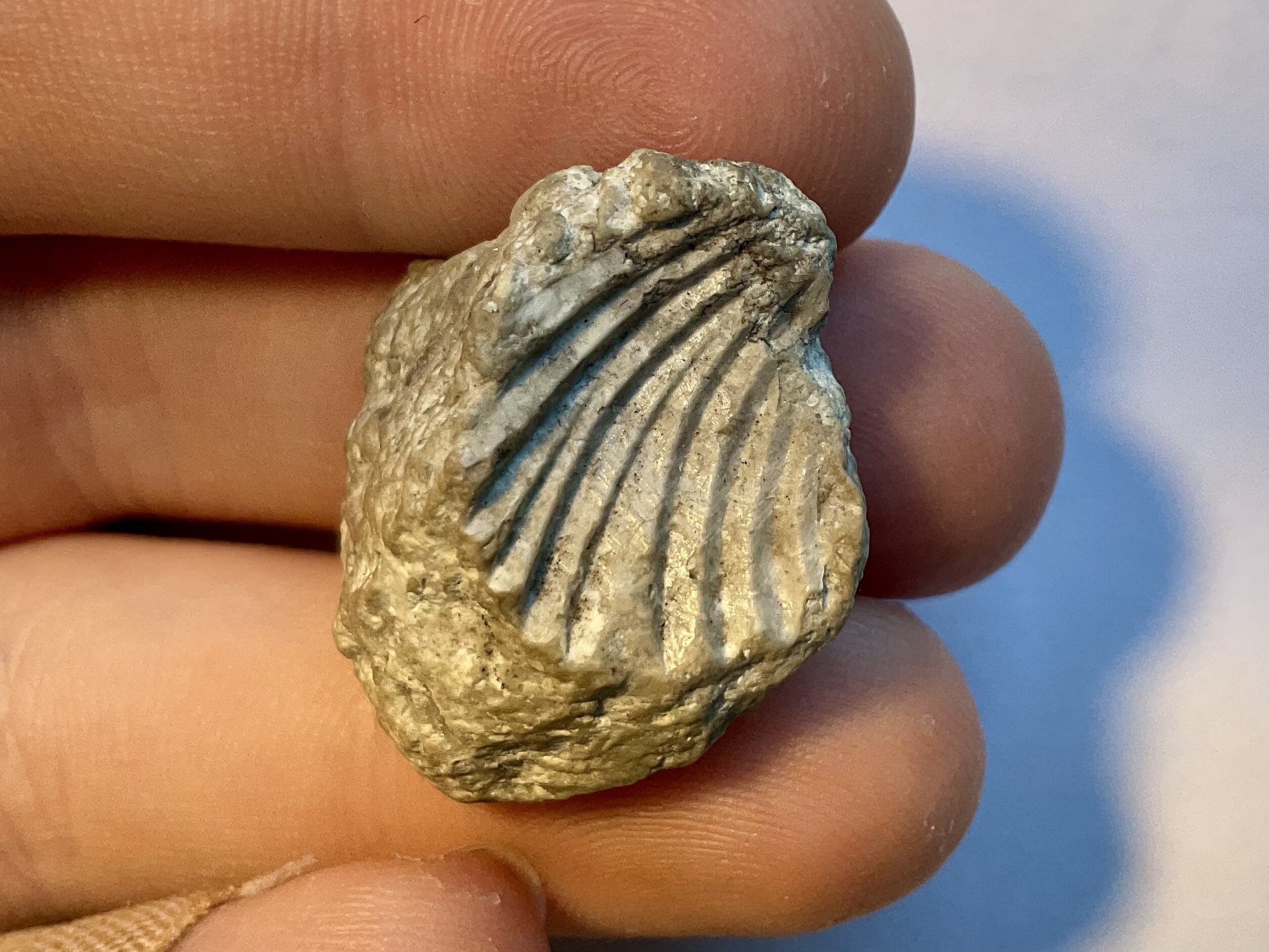 What was the first fossil you ever found? - Questions & Answers - The ...