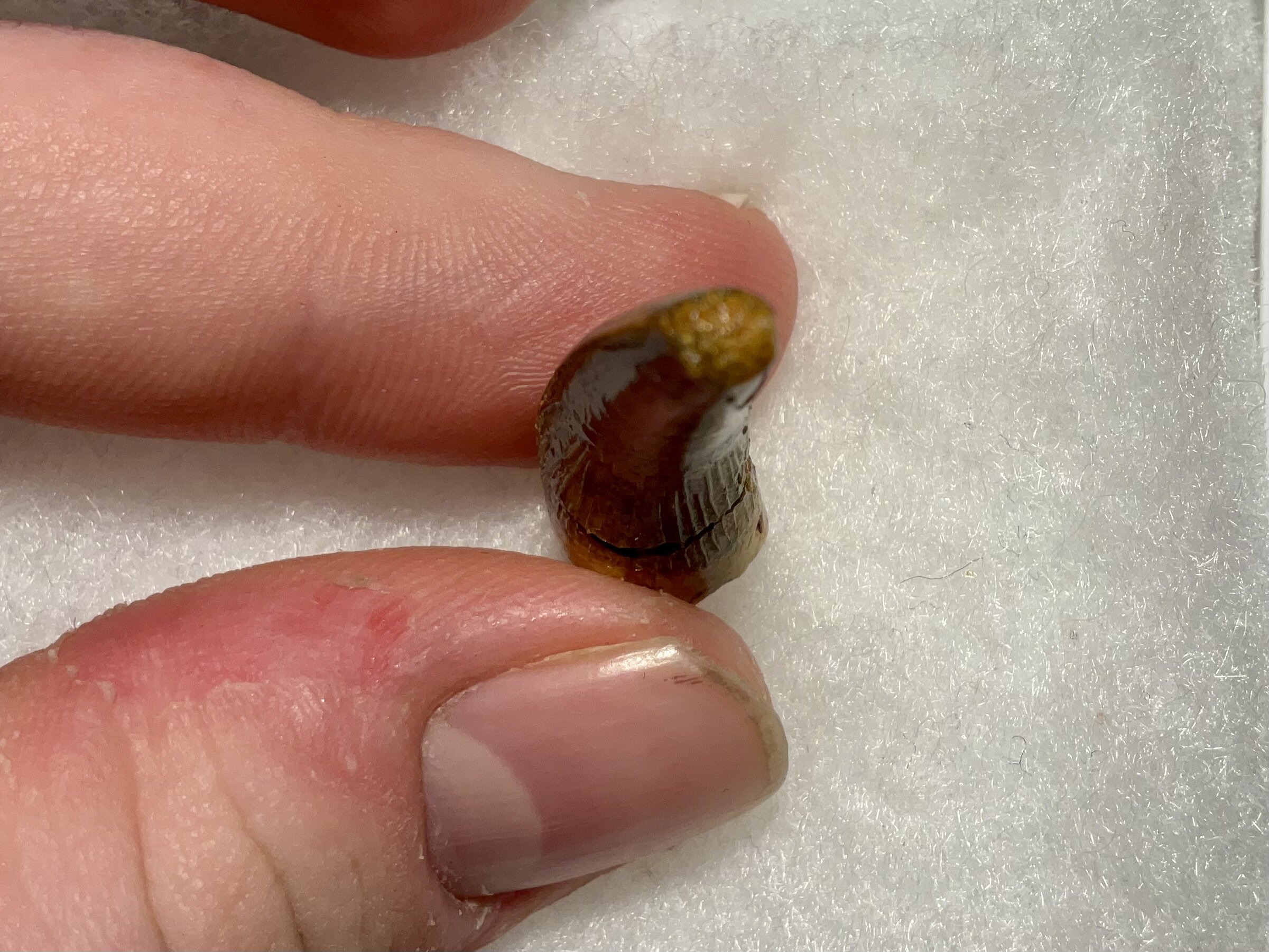 Polycotylid tooth ? - Fossil ID - The Fossil Forum