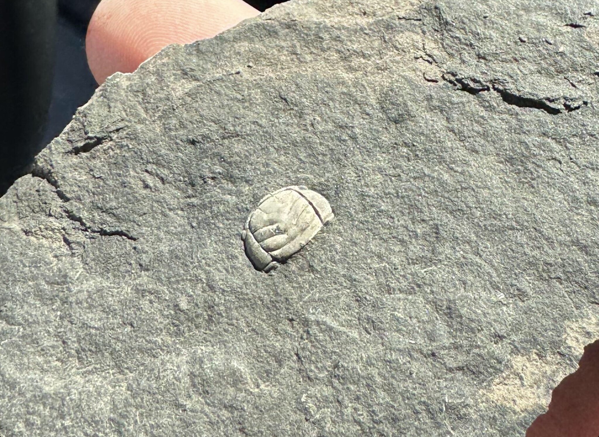 Have fossils of Triarthrus ever been found in North Carolina ...