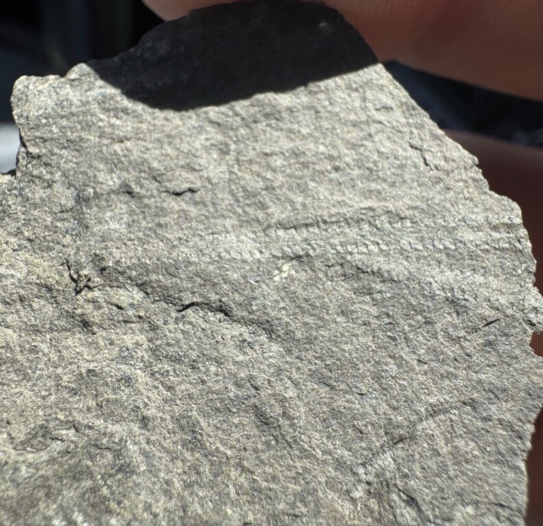 Have fossils of Triarthrus ever been found in North Carolina ...