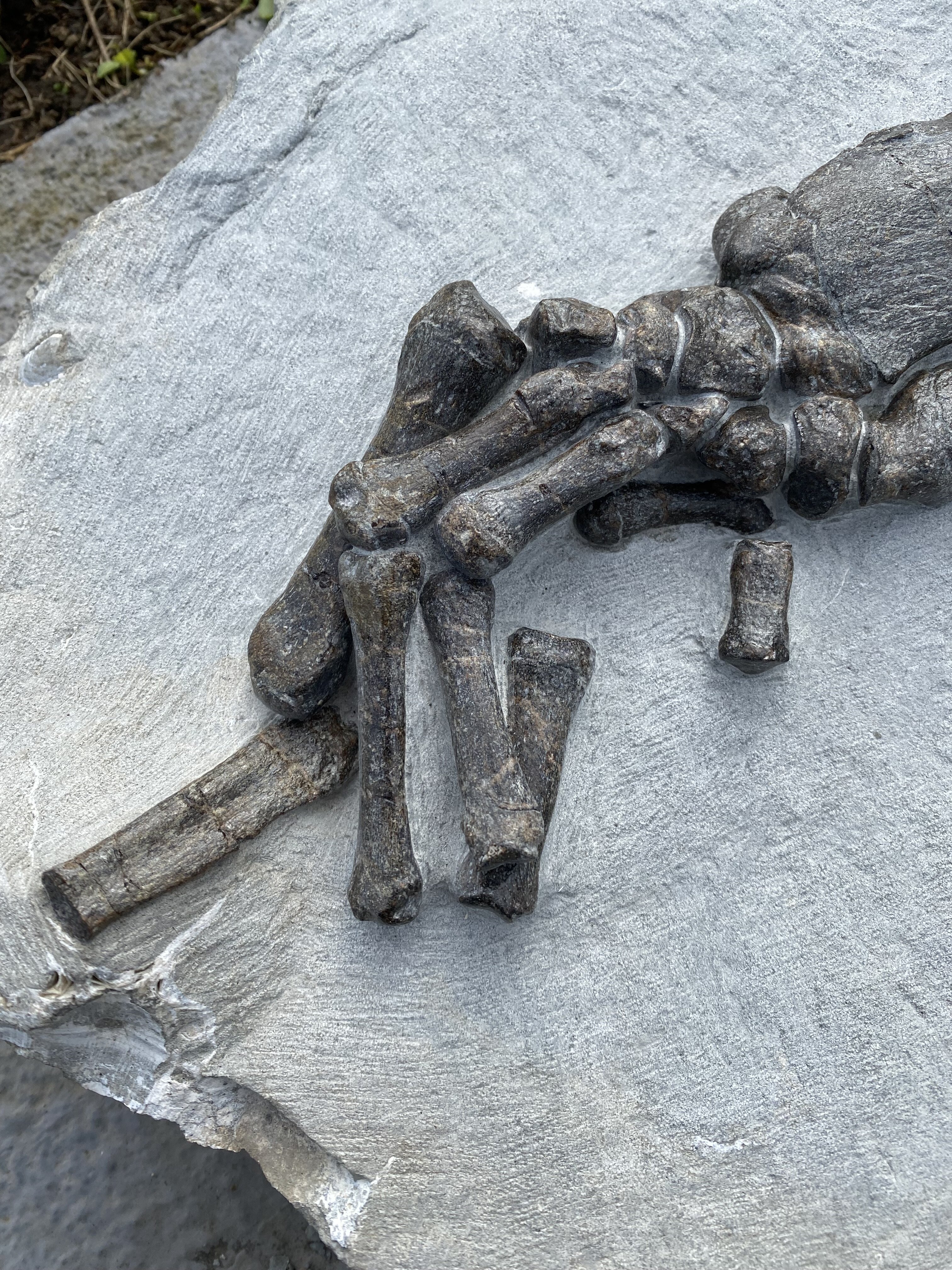 Articulated seal forelimb Eomonachus belegaerensis - Fossil Preparation ...