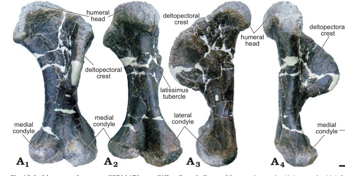 Jurassic period Femur section - Fossil ID - The Fossil Forum