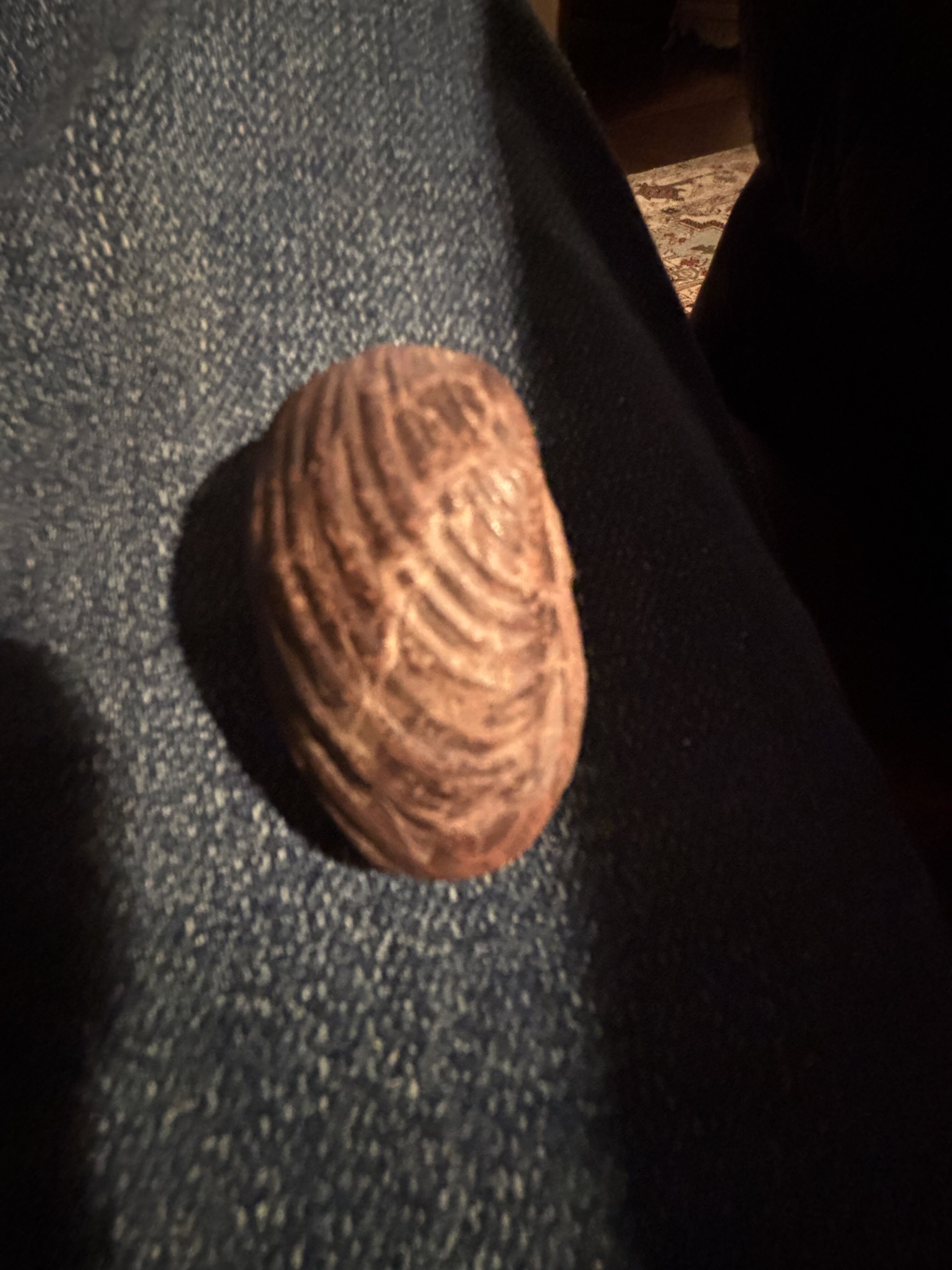 cool fossils - Member Collections - The Fossil Forum